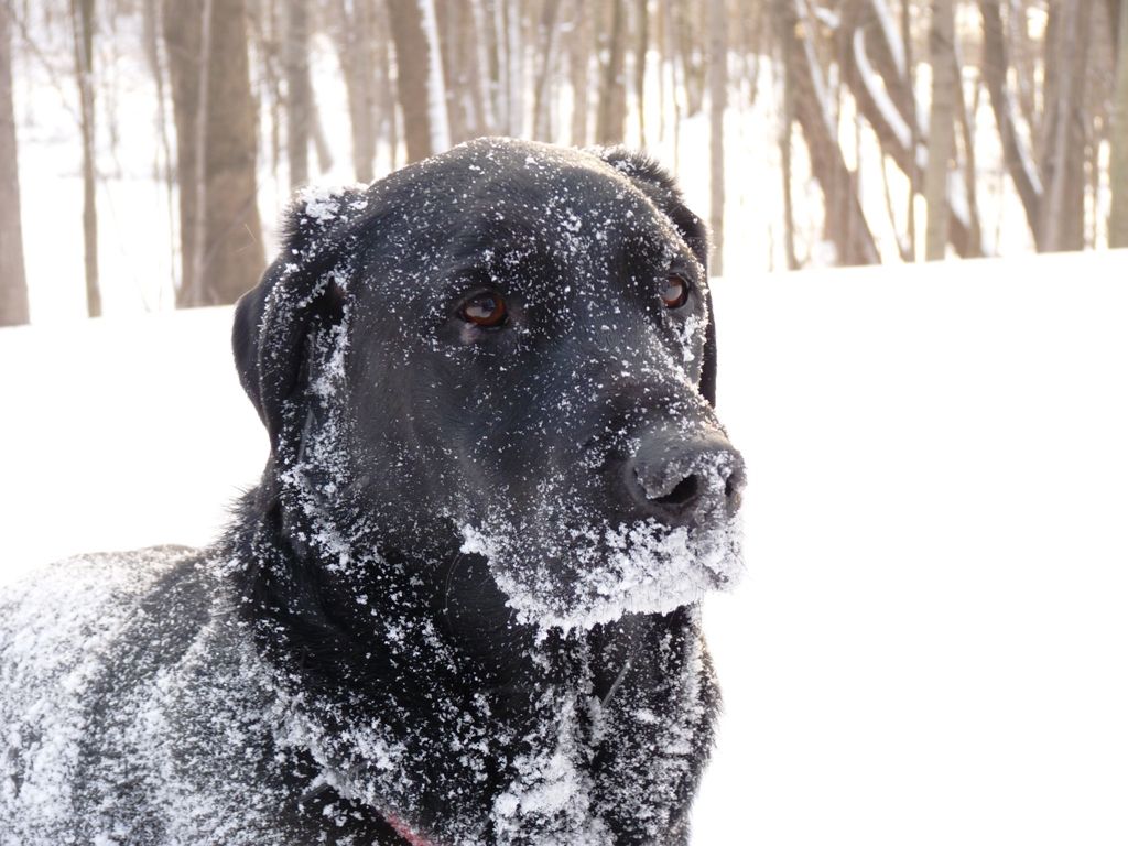 Teach Your Dog to Fetch Beer : 7 Steps - Instructables