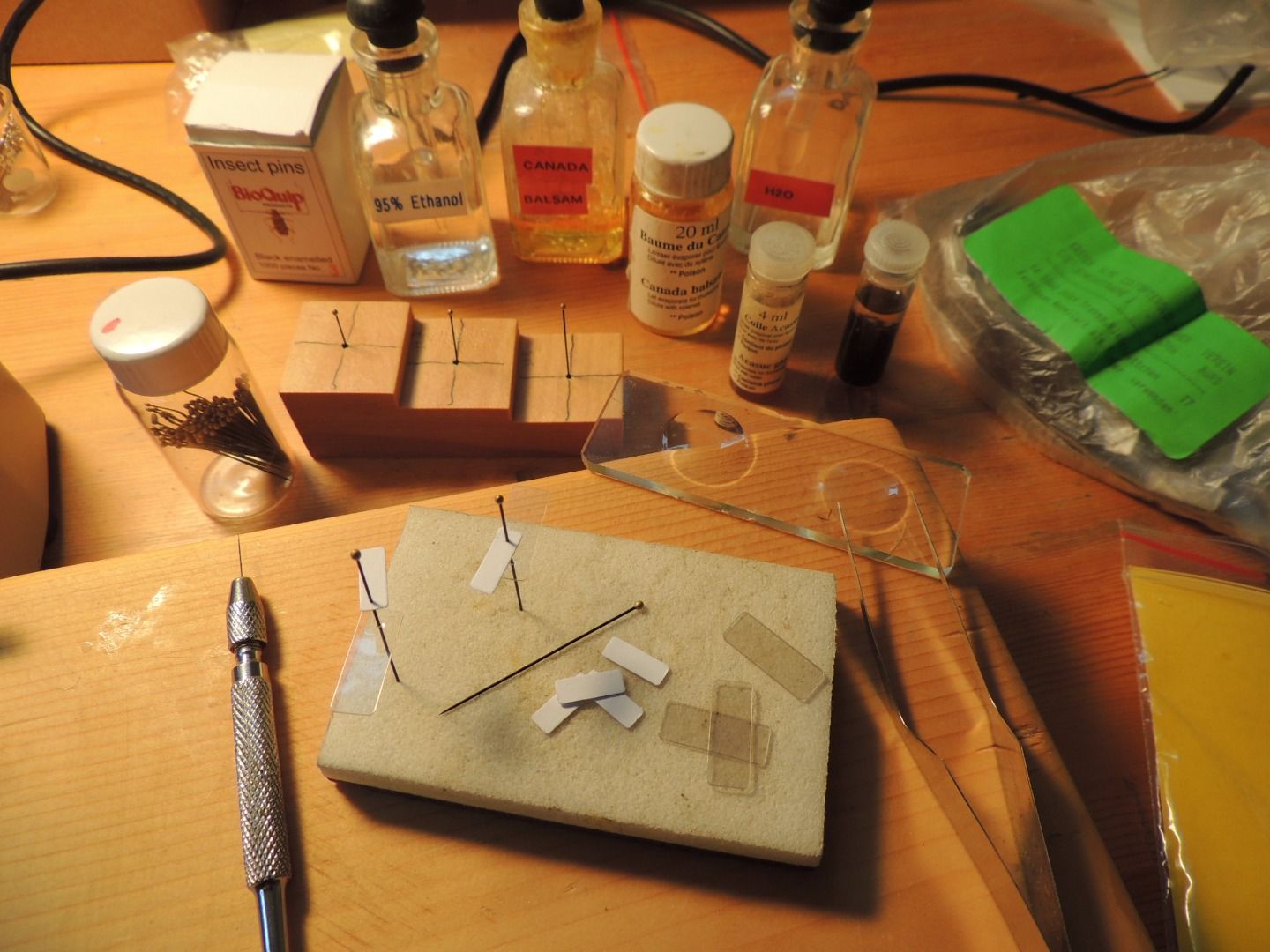 Beetle Dissection and Mounting : 8 Steps (with Pictures) - Instructables