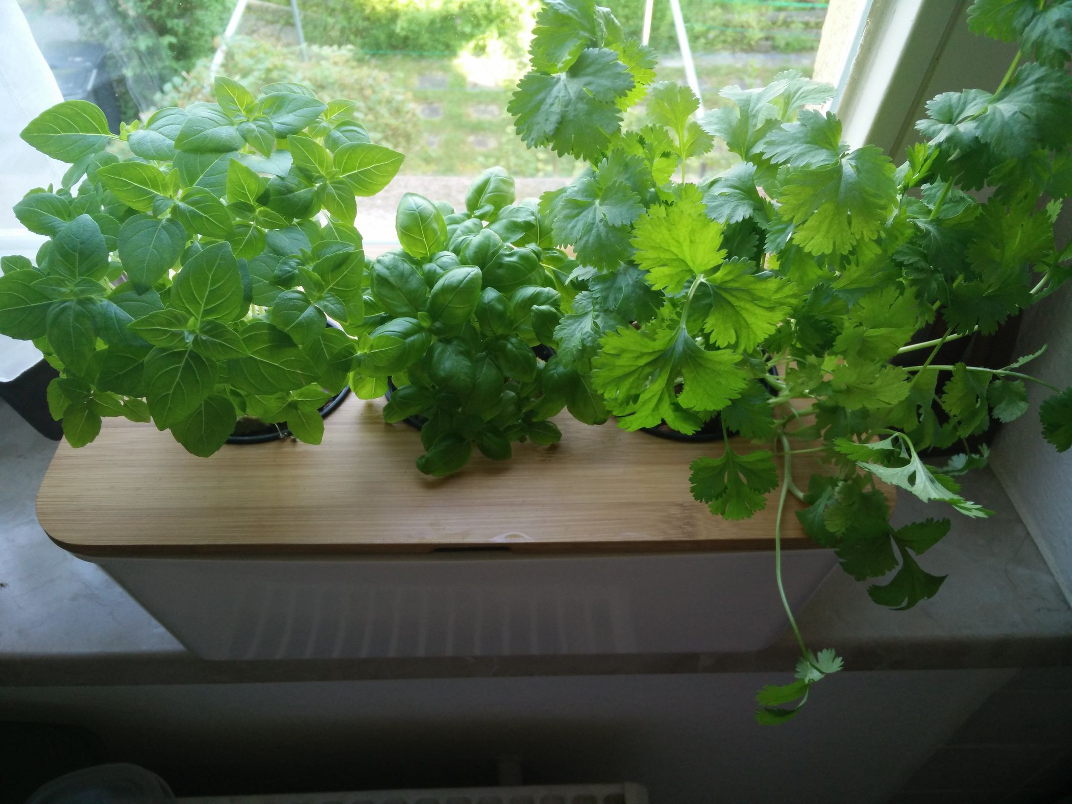 Windowsill Hydroponic Herb Garden : 5 Steps (with Pictures) - Instructables