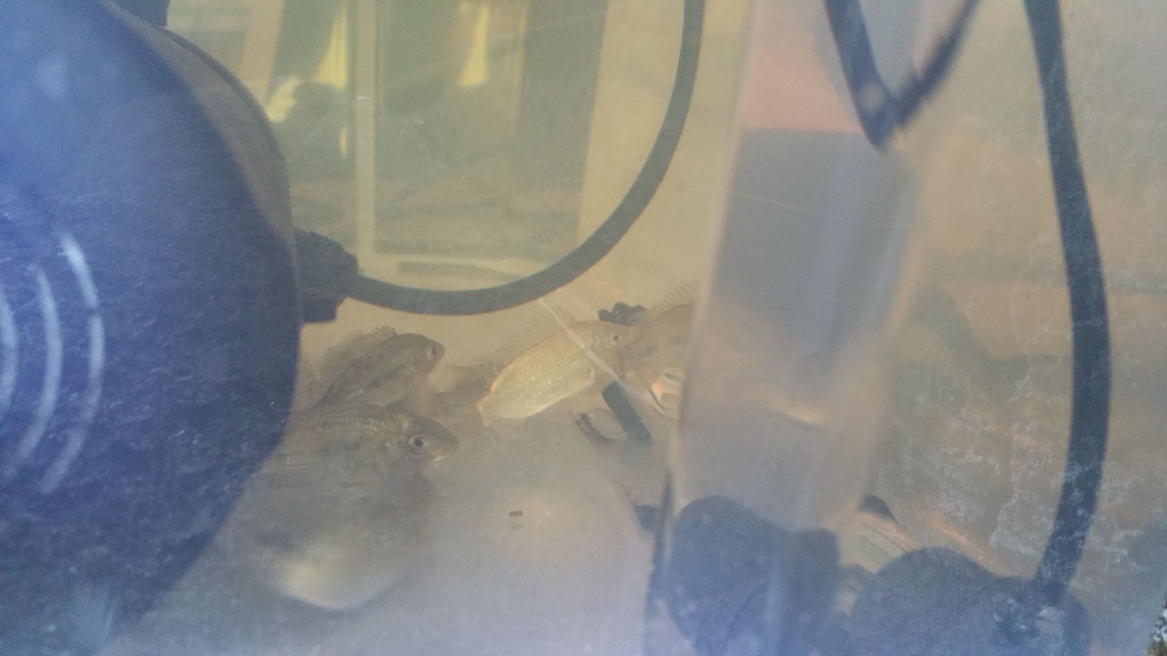 Kitchen Aquaponic Garden/Fish : 8 Steps - Instructables