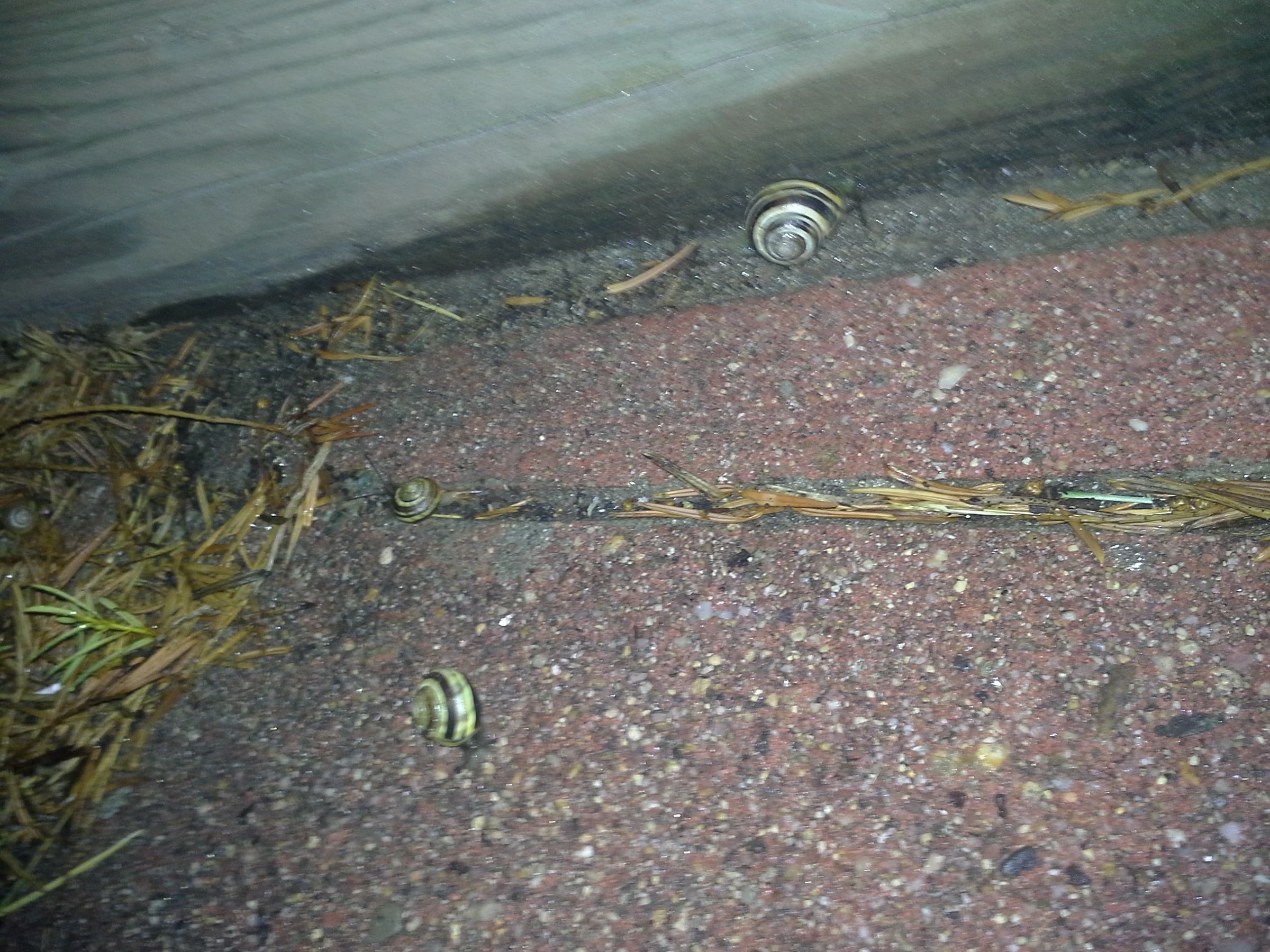 Snail Art: Making Art With Snails : 8 Steps (with Pictures) - Instructables