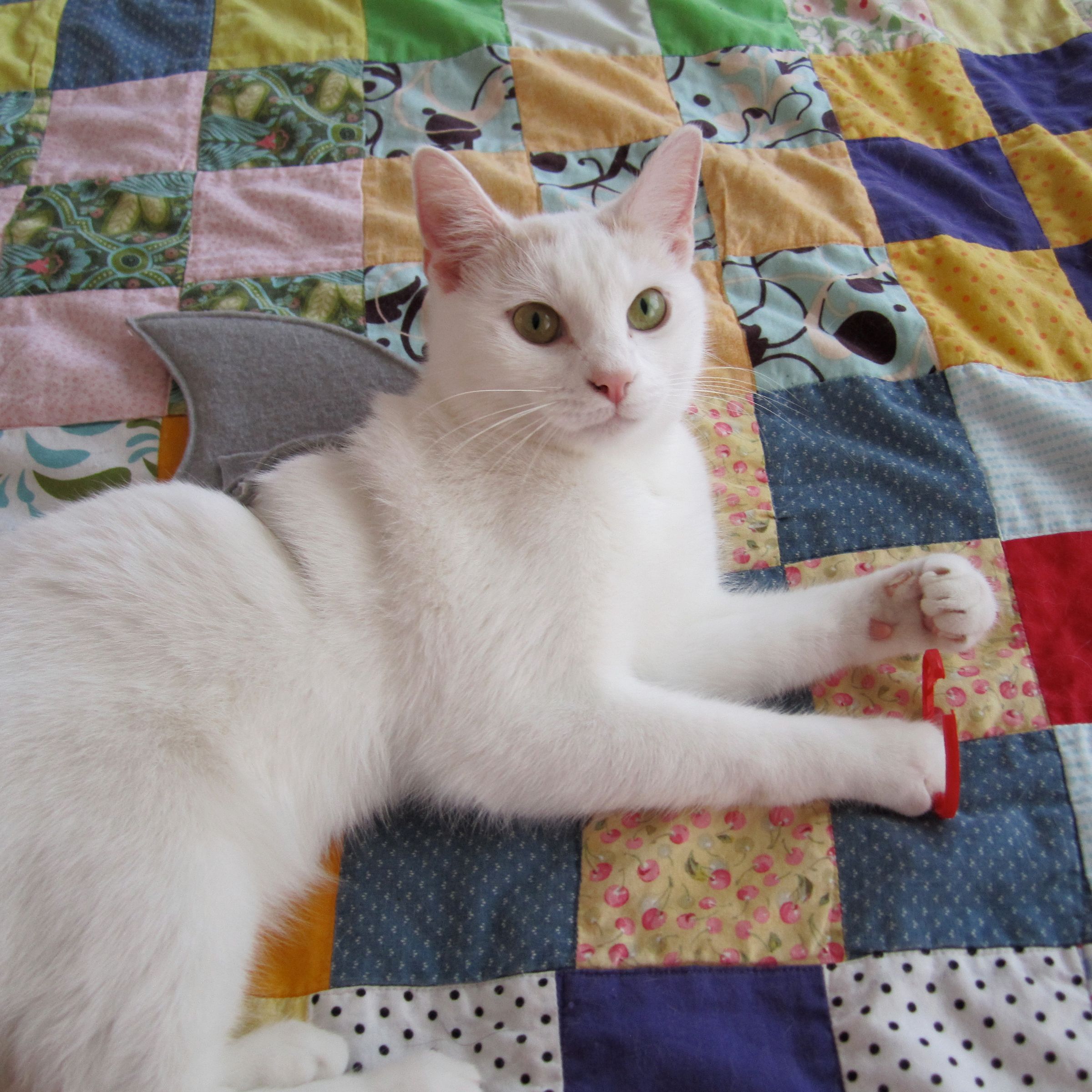 Shark Week Cat Costume : 5 Steps (with Pictures) - Instructables