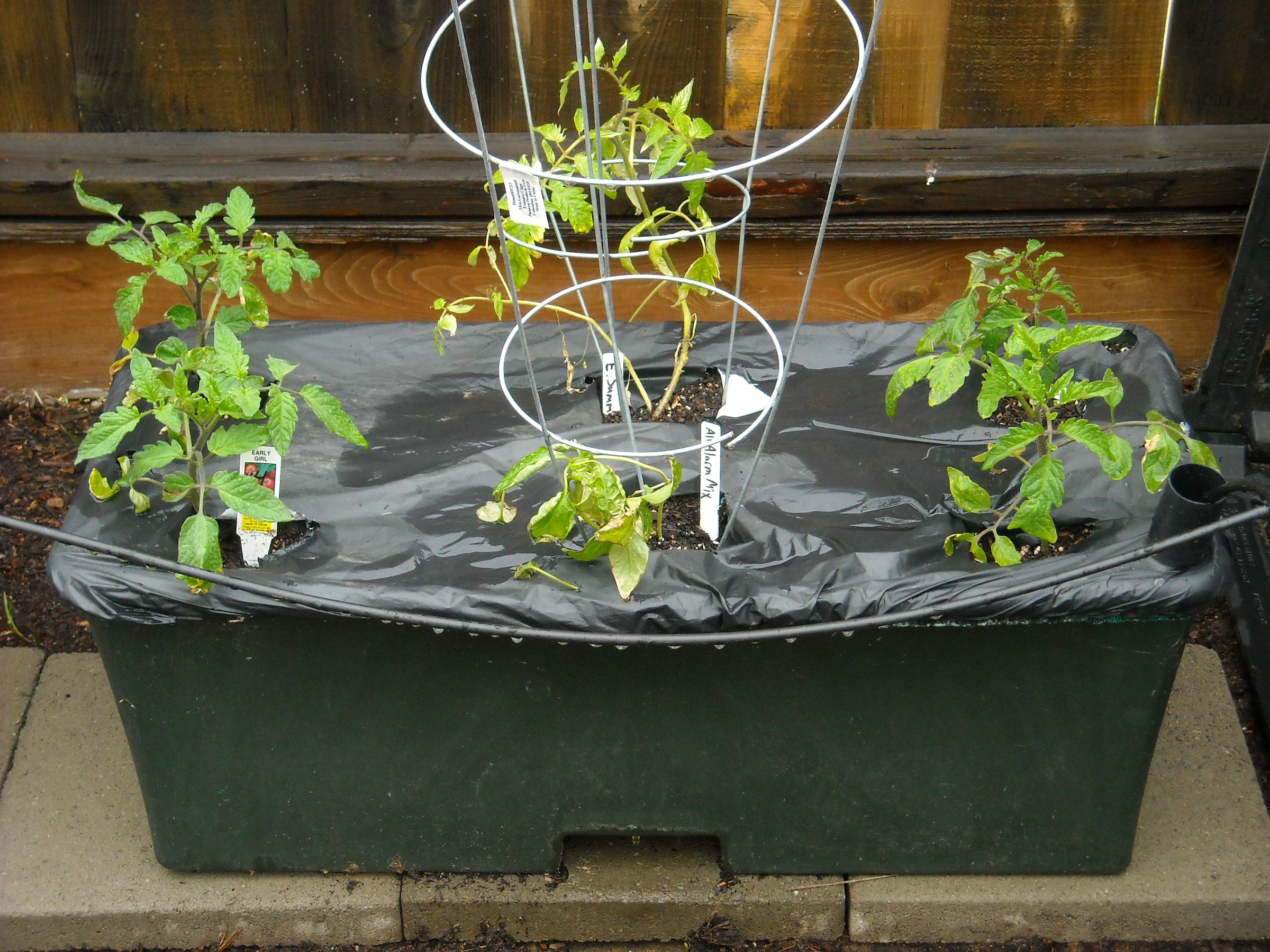 TerraHydro Boxes, the Ultimate Self-Watering Vegetable Container System ...
