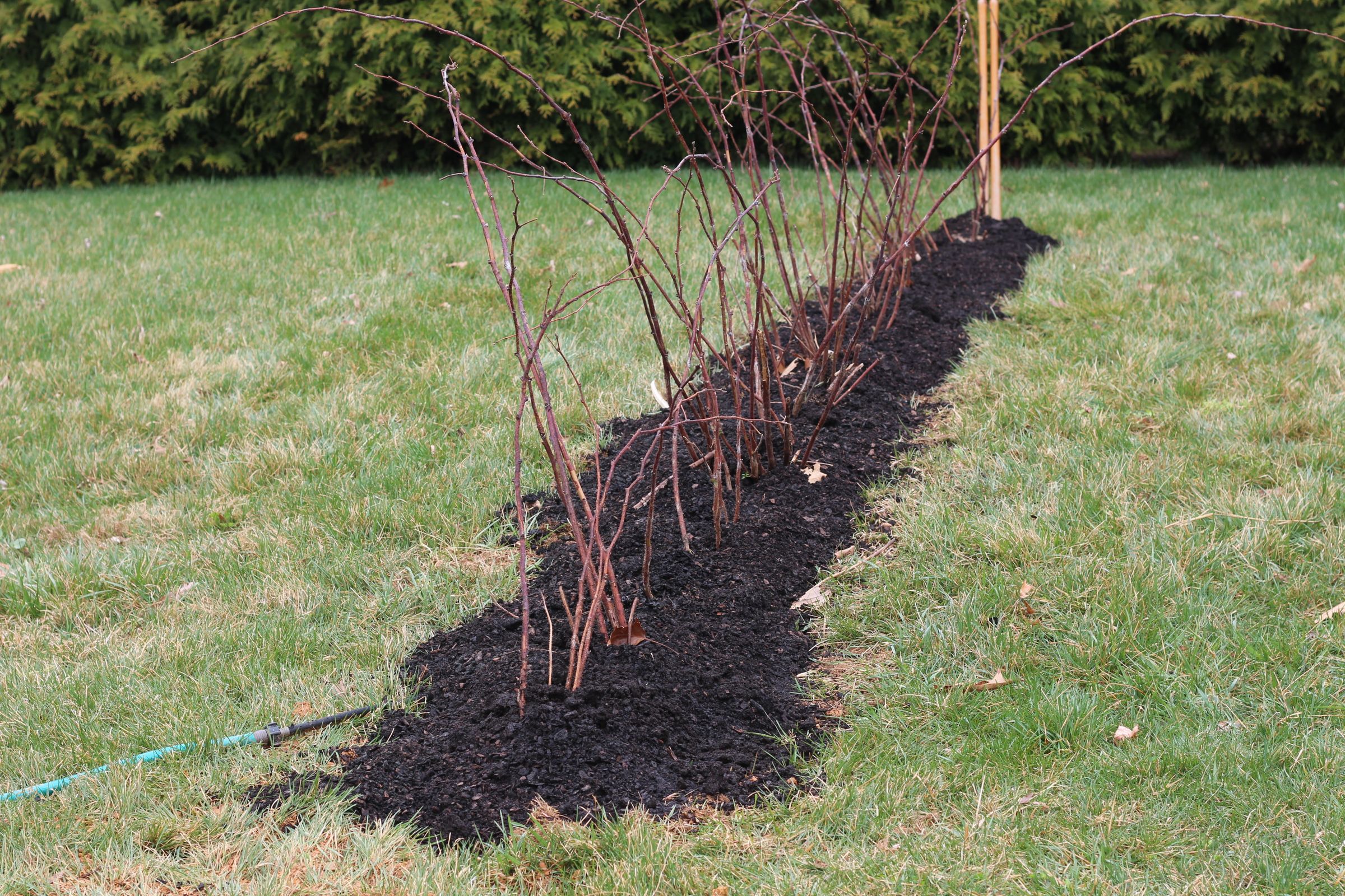 Backyard Raspberries : 17 Steps (with Pictures) - Instructables