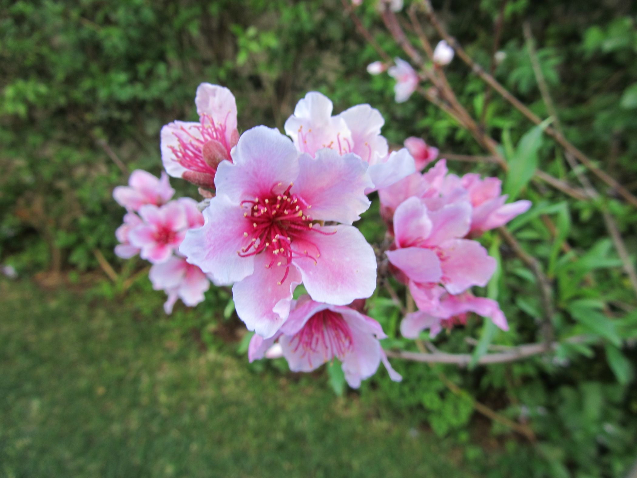 Plum Tree Flowers (with Pictures) - Instructables
