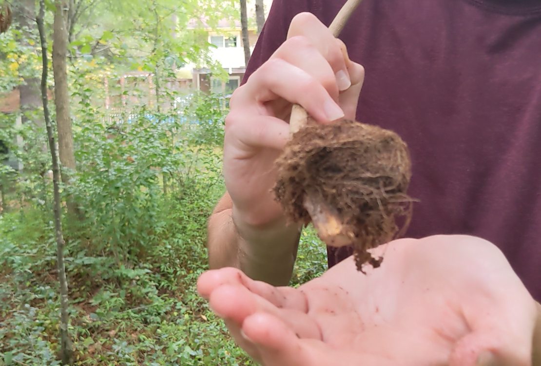 Making a Natural Fence by Propagating Trees From Branches (the Root ...