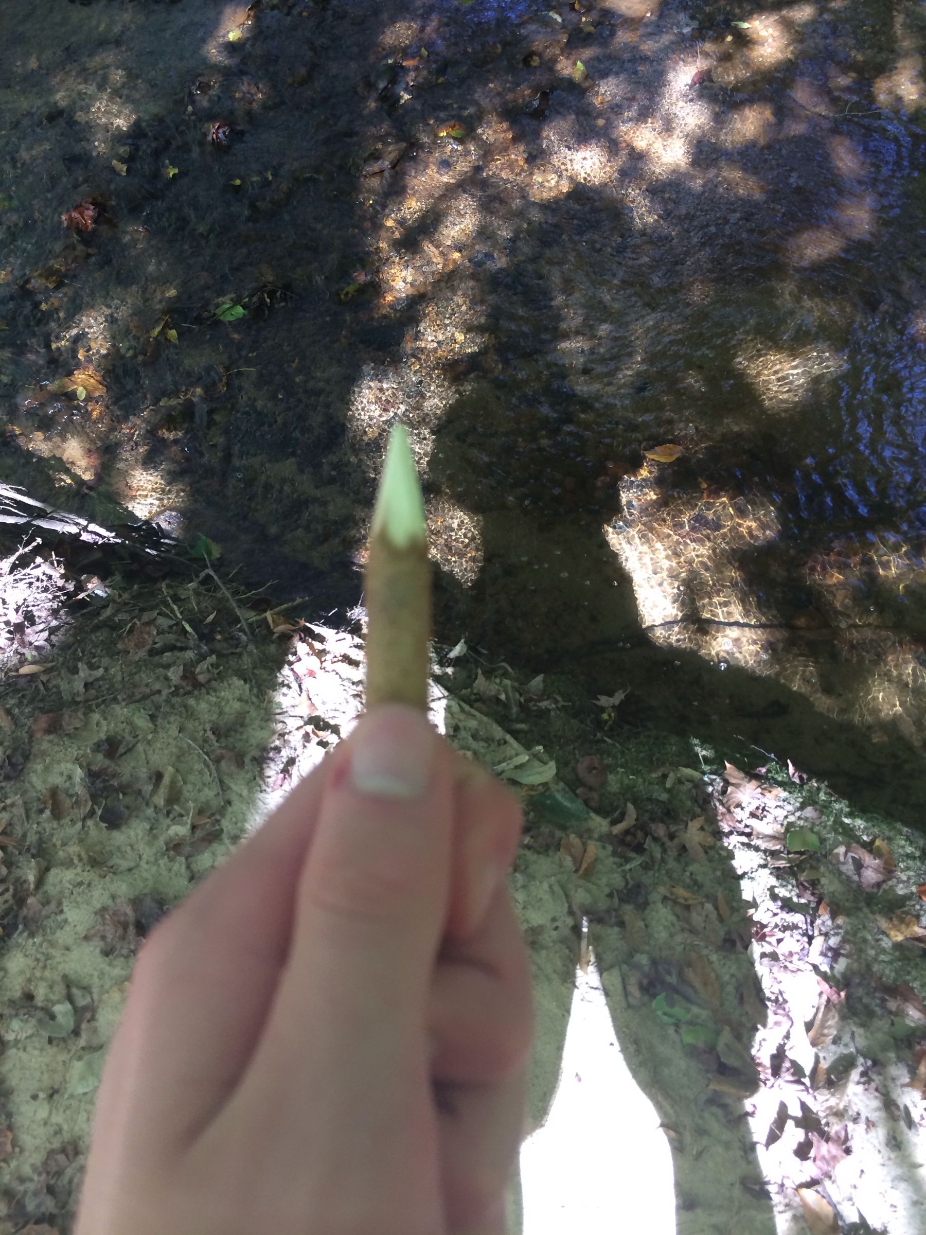 Primitive Fish Trap : 5 Steps - Instructables