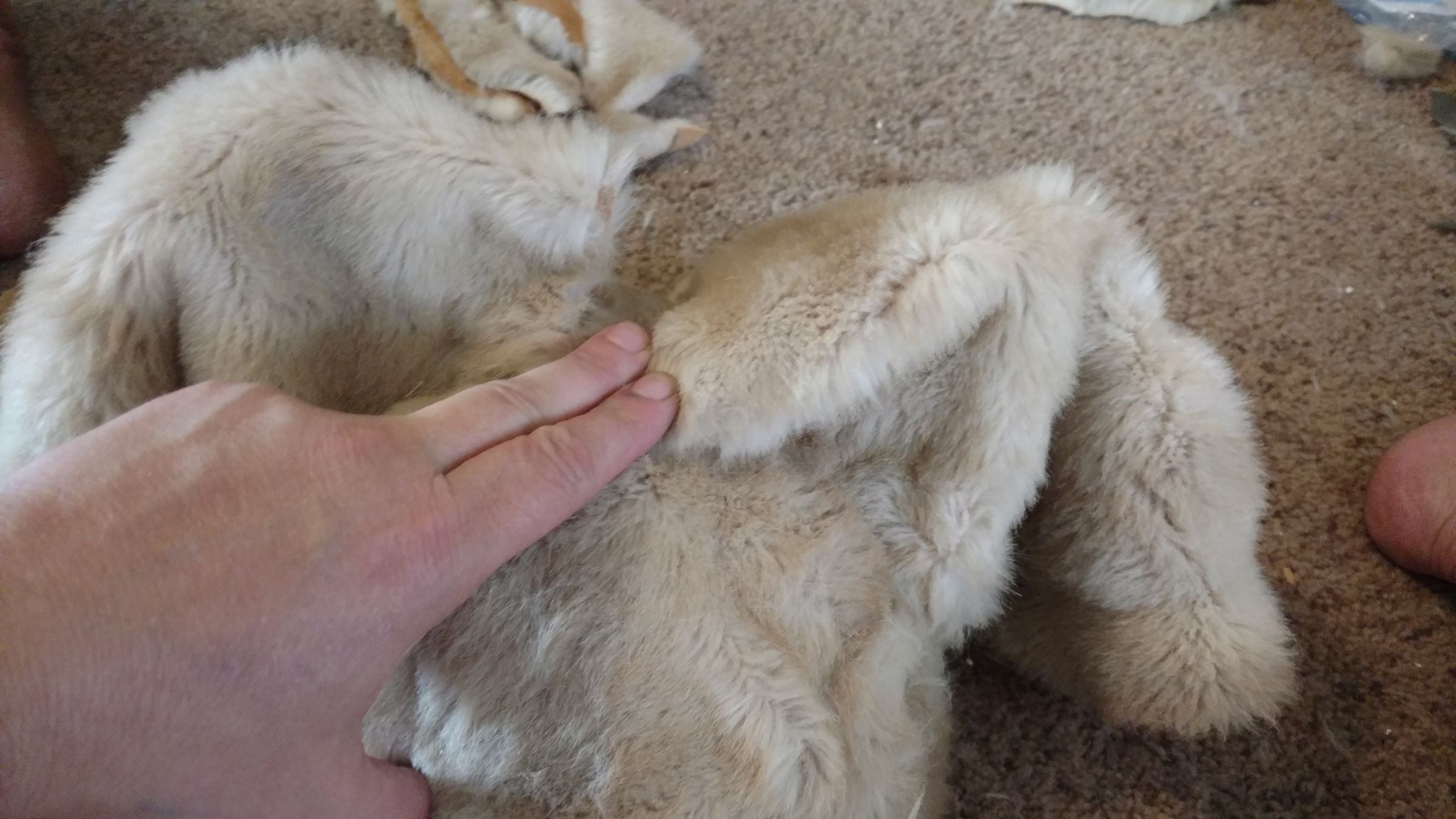 (How to Make a Fairy Tale Worthy) Big Bad Wolf Costume : 14 Steps (with ...