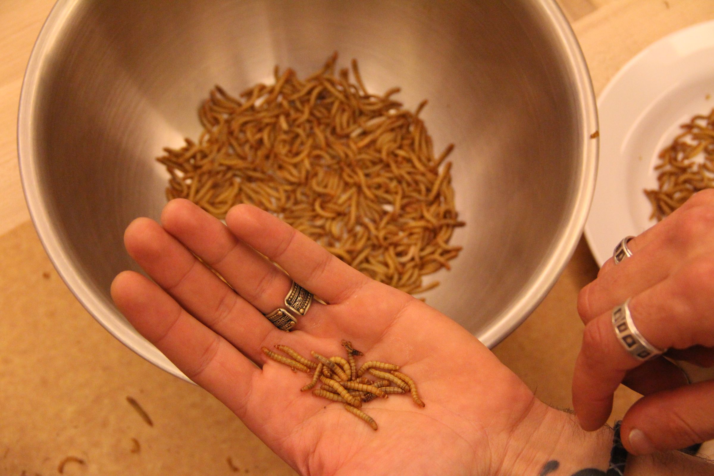 Insects for Food-Prep. 101 : 11 Steps (with Pictures) - Instructables