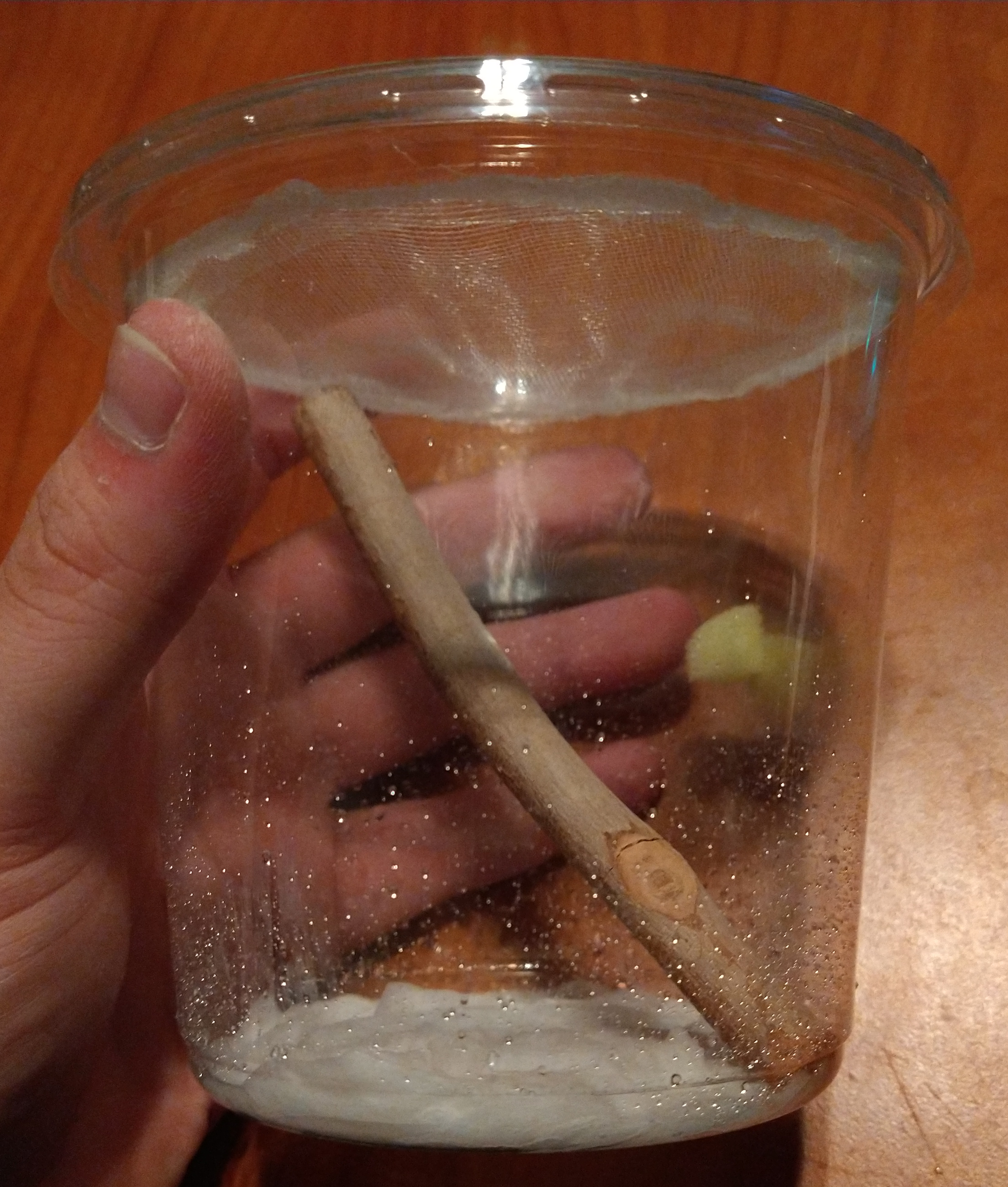 Perfect Praying Mantis Cups : 9 Steps (with Pictures) - Instructables
