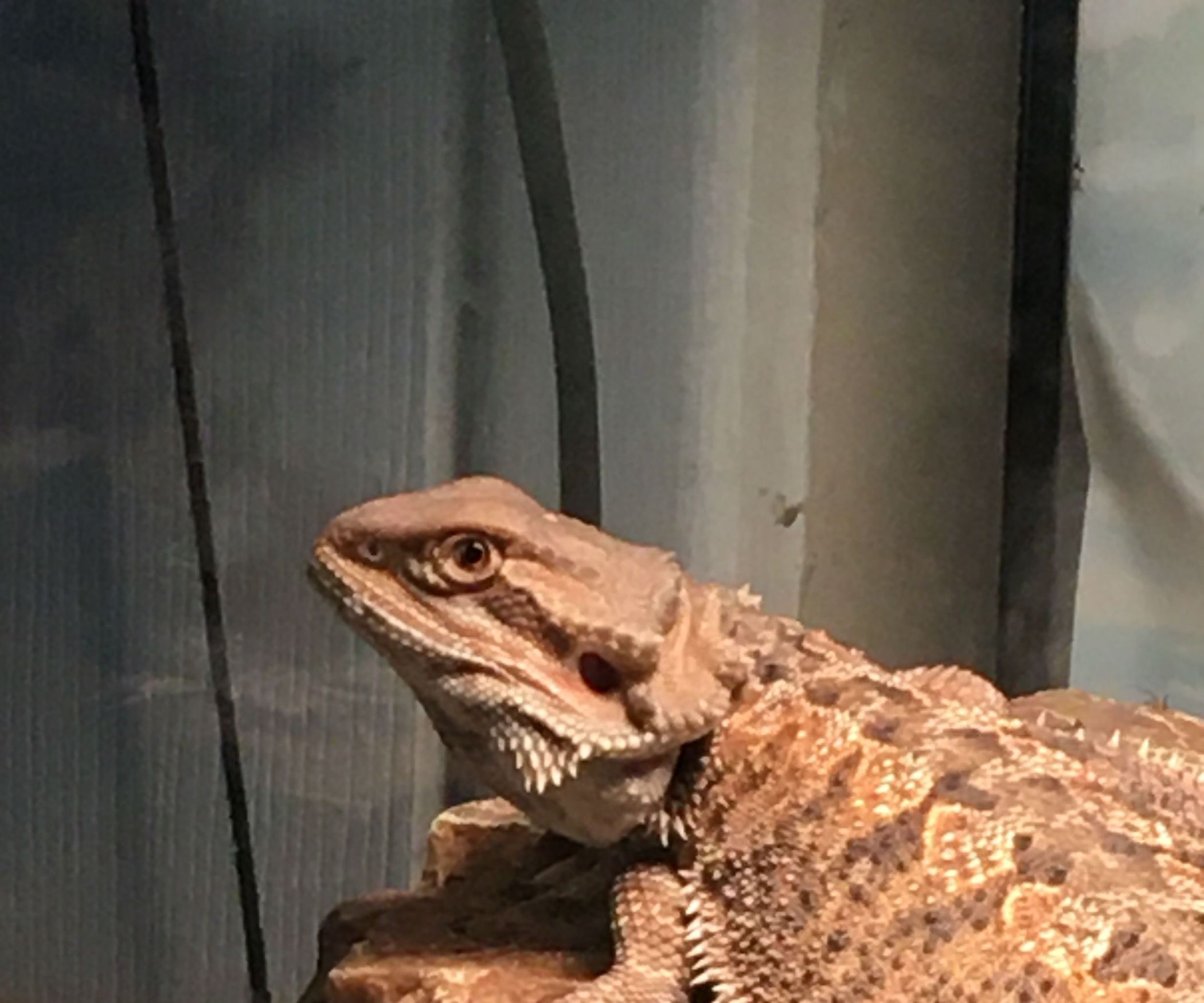 How to Take Care of a Bearded Dragon : 10 Steps - Instructables