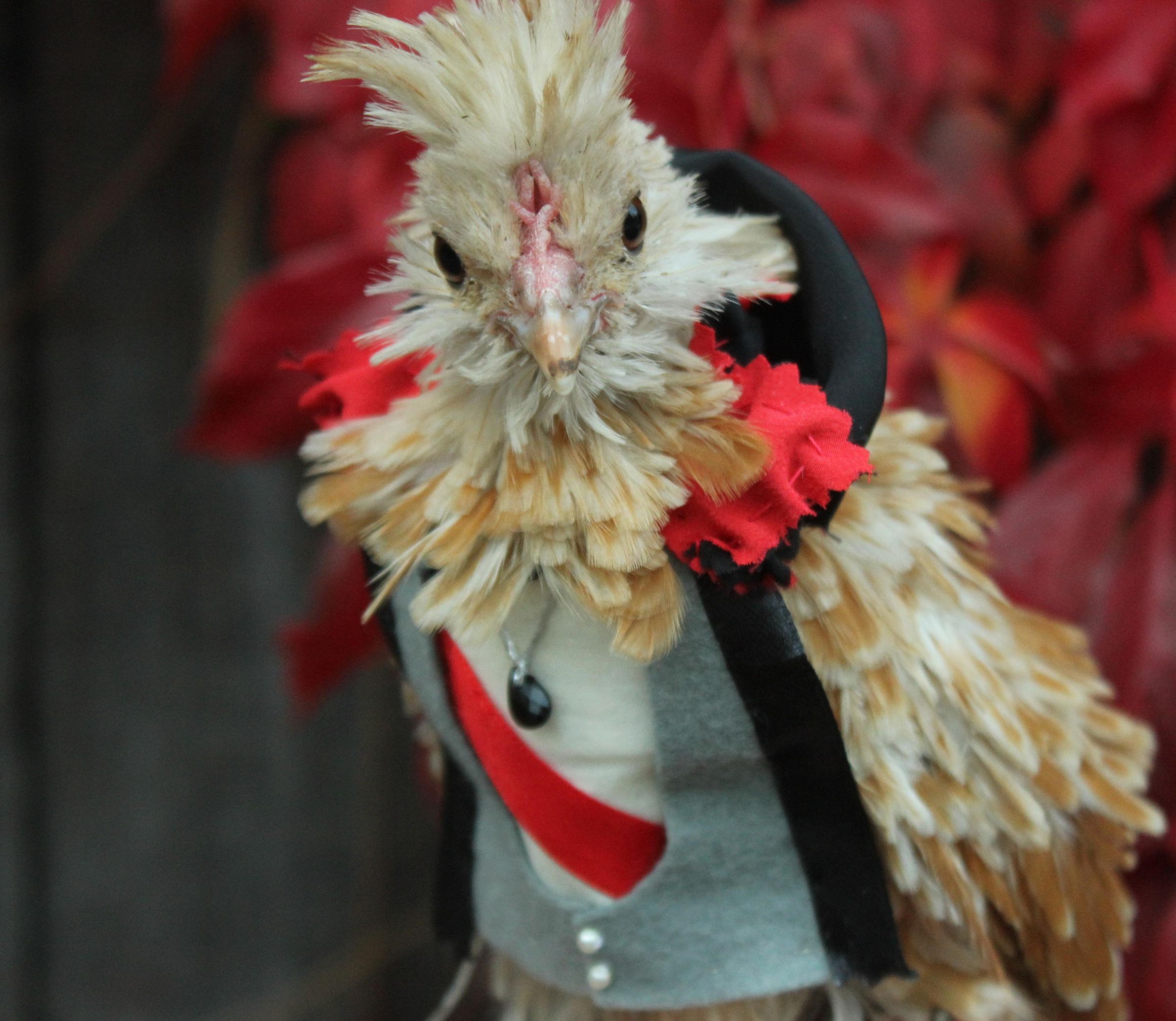 Chickens In Hats