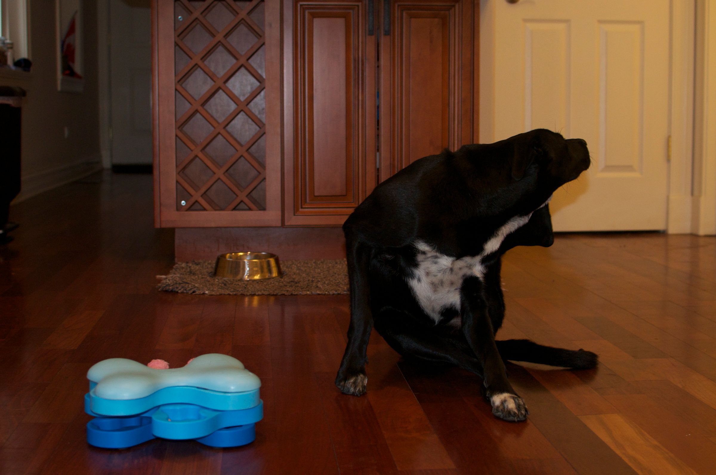 How to Teach Your Dog to "Salute and Spin" : 3 Steps - Instructables