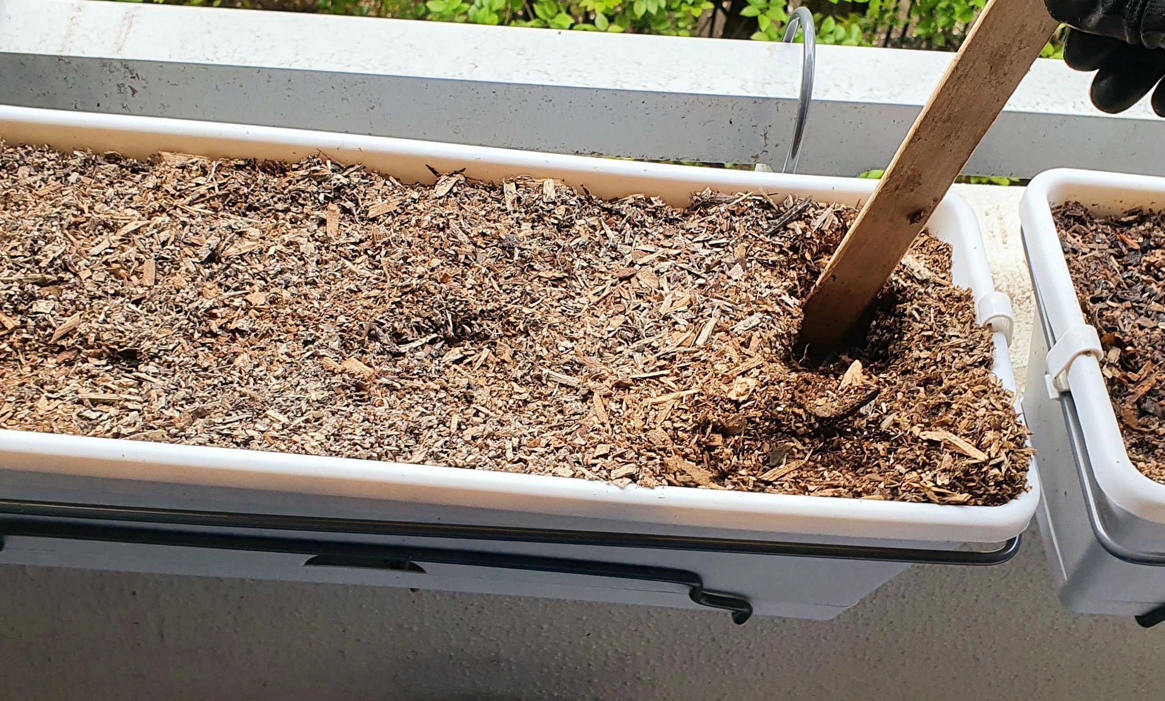 Re-growing Spring Onions : 8 Steps (with Pictures) - Instructables