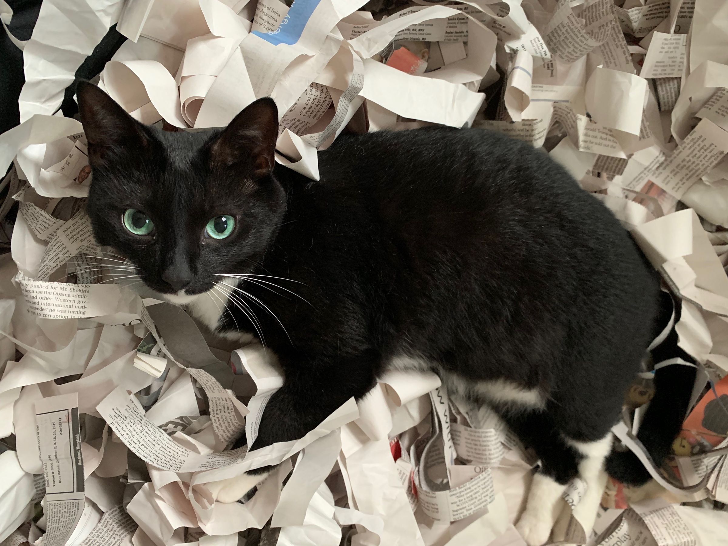 Supersized Paper-Mache House Plant : 8 Steps (with Pictures ...