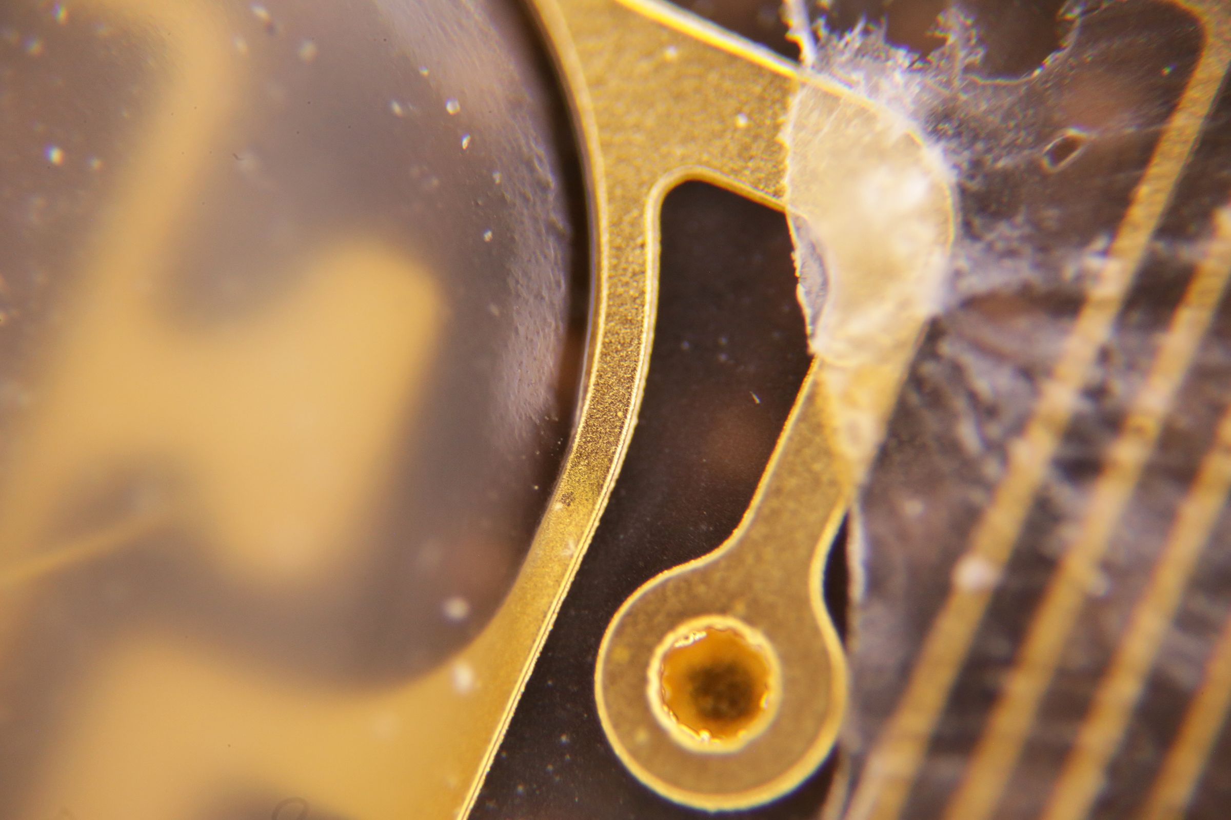 DSLR Microphotography : 12 Steps (with Pictures) - Instructables