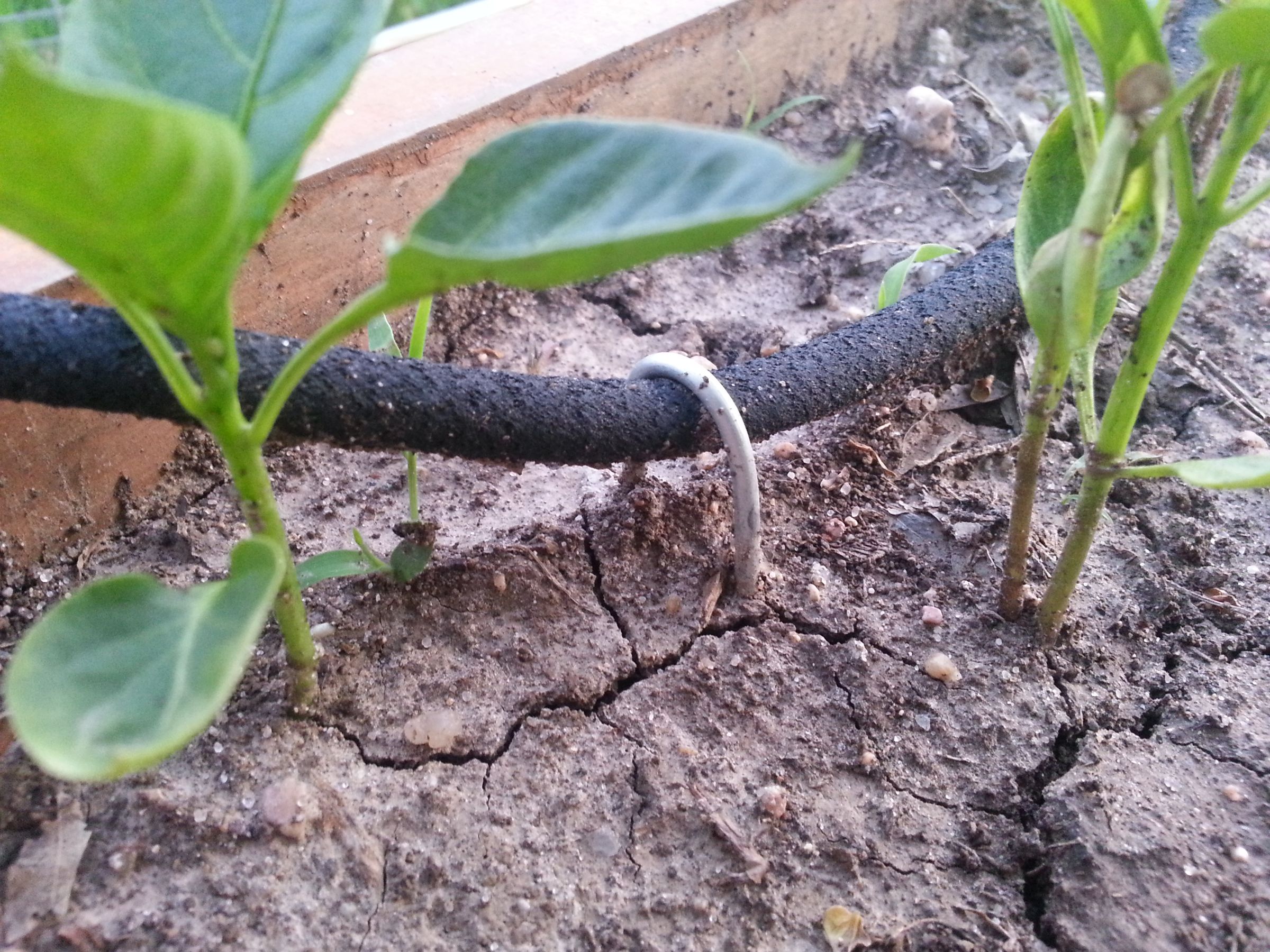 Cheap Easy Garden & Landscape Staples : 5 Steps - Instructables