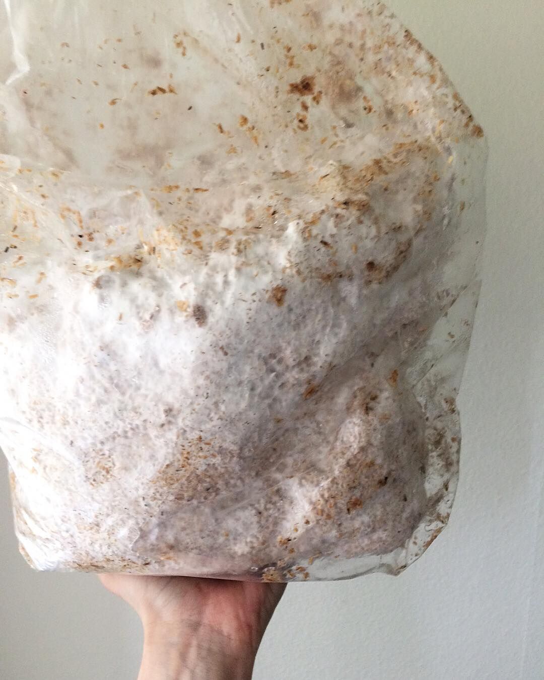 Mycelium Bowl : 12 Steps - Instructables