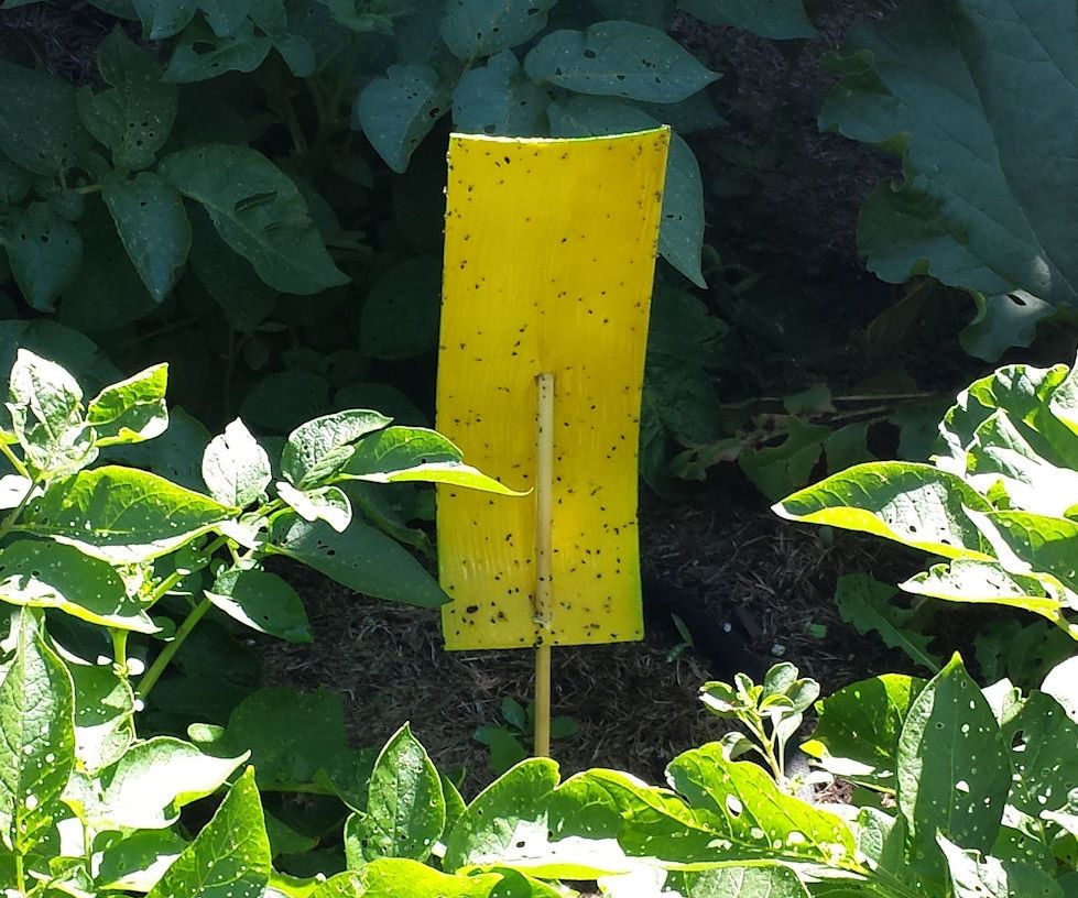 Home-made Insect Sticky Traps! : 4 Steps (with Pictures) - Instructables