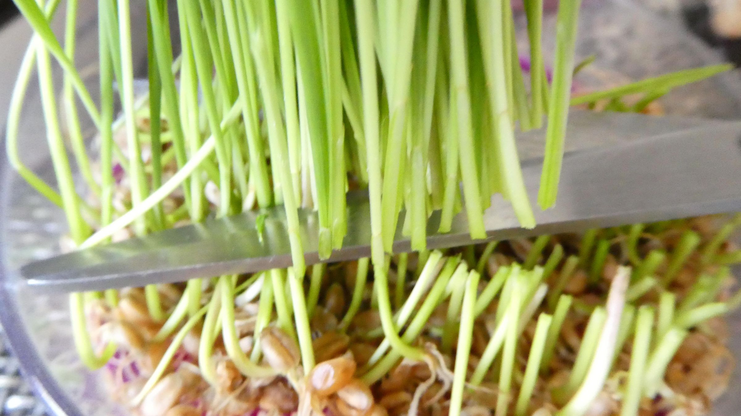 Purple Zucchini Sandwich : 14 Steps (with Pictures) - Instructables