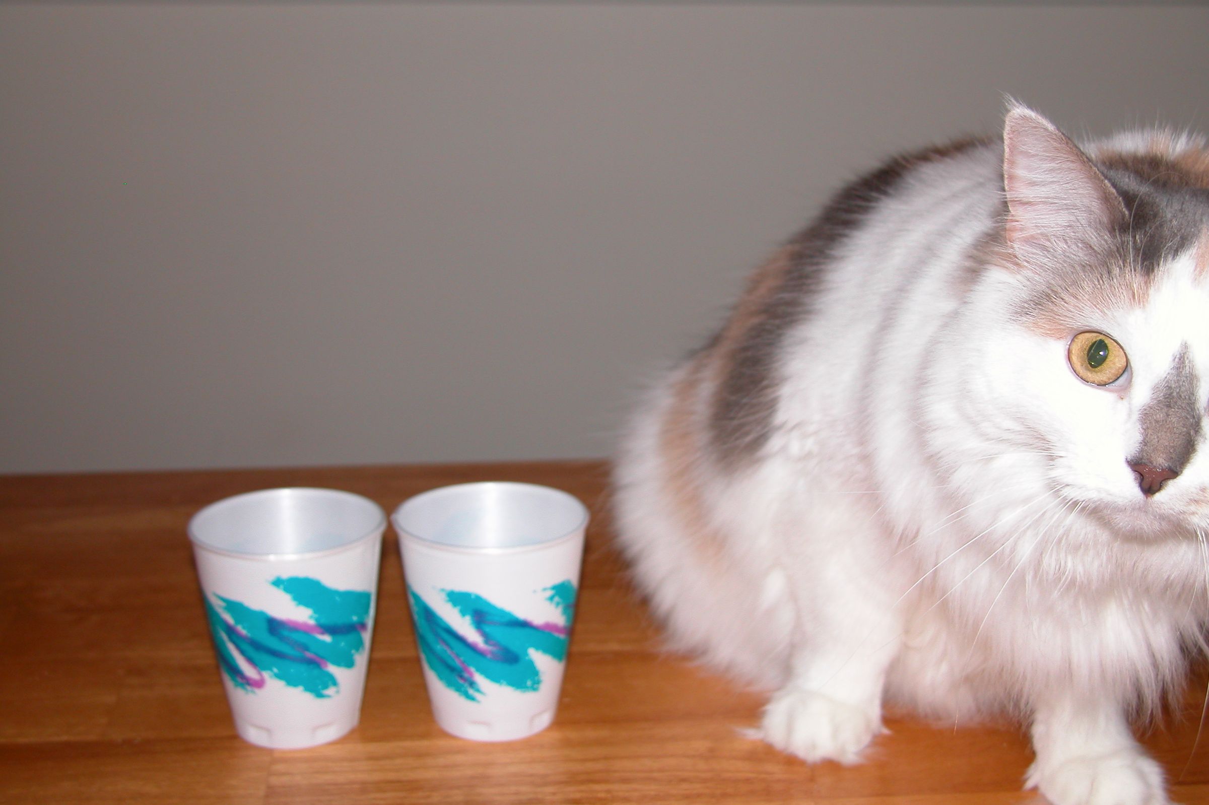 Coffee Cup Cat Treat Toy : 8 Steps - Instructables