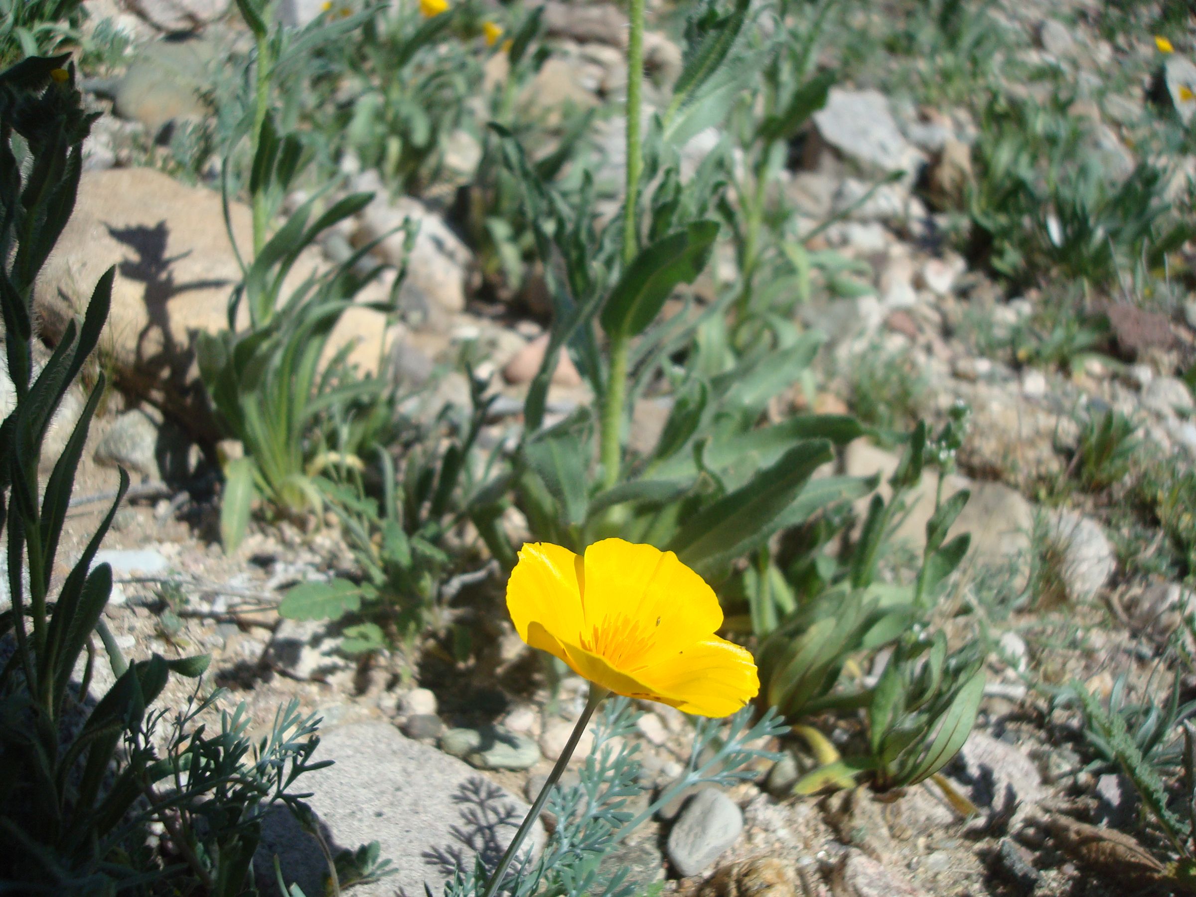 How to Explore Arizona for Beautiful Flowers : 6 Steps - Instructables