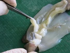 Squid Dissection : 11 Steps (with Pictures) - Instructables