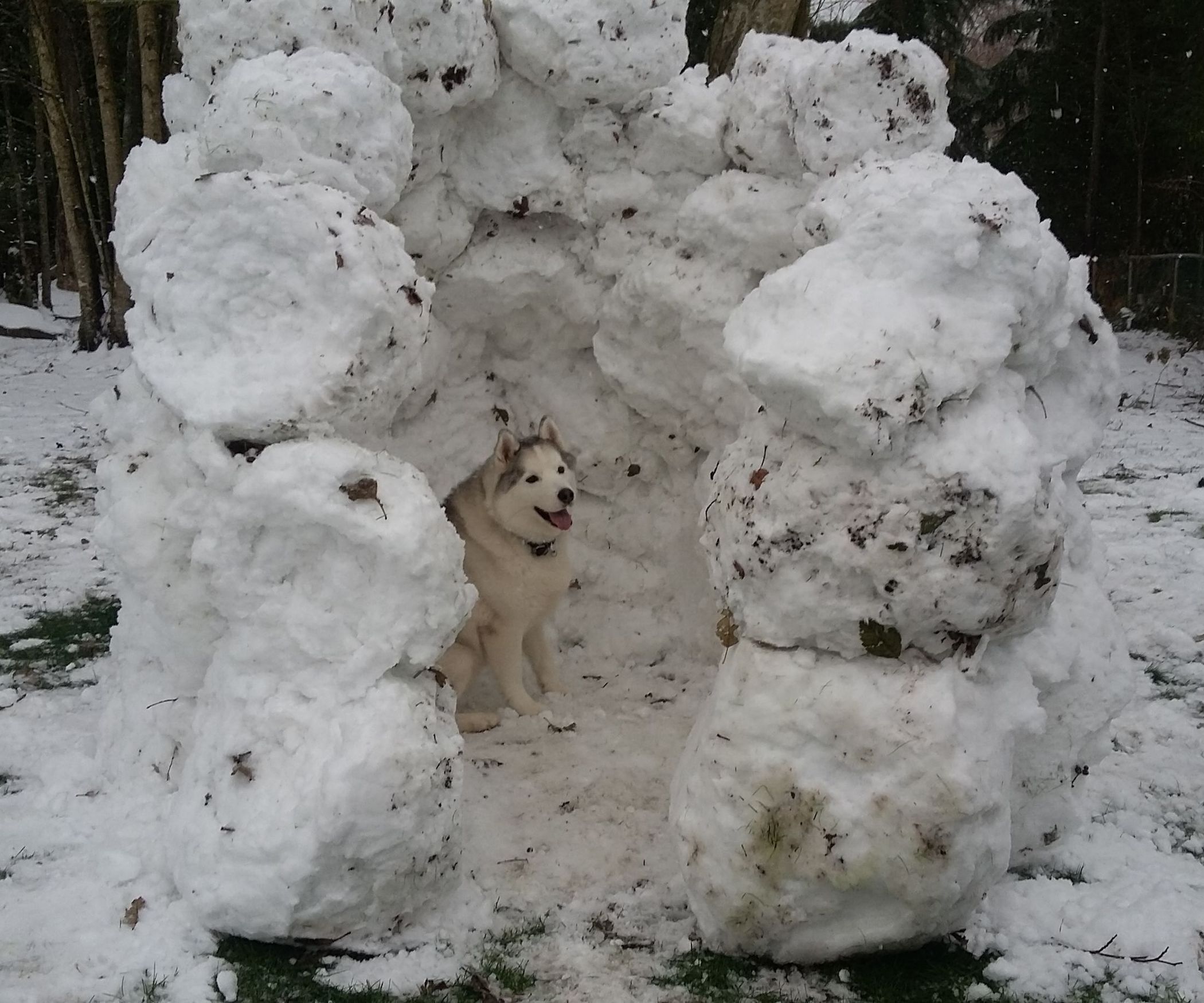 DIY Dog Snow Fort : 12 Steps (with Pictures) - Instructables