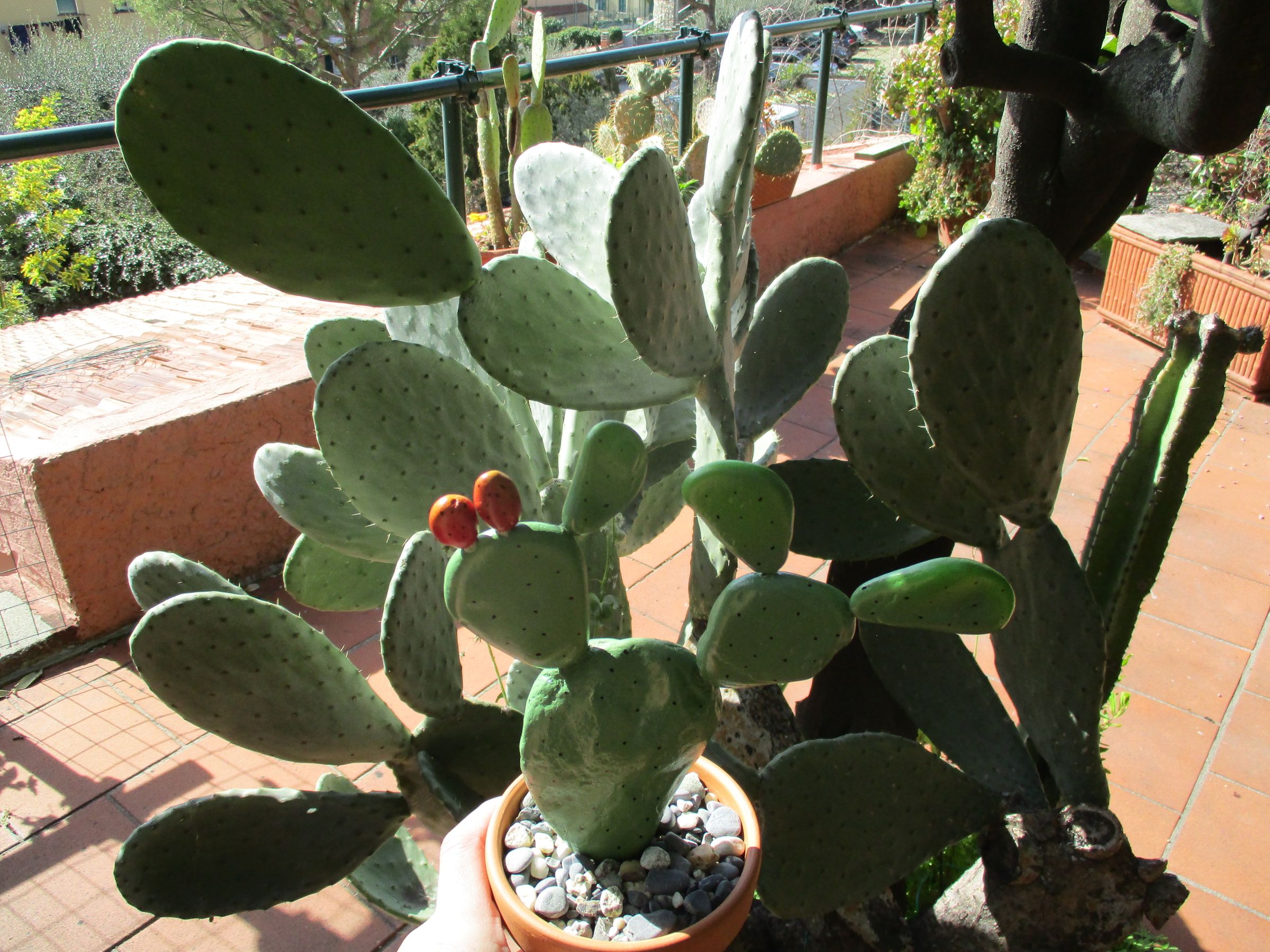 Pebble Cactus : 9 Steps (with Pictures) - Instructables