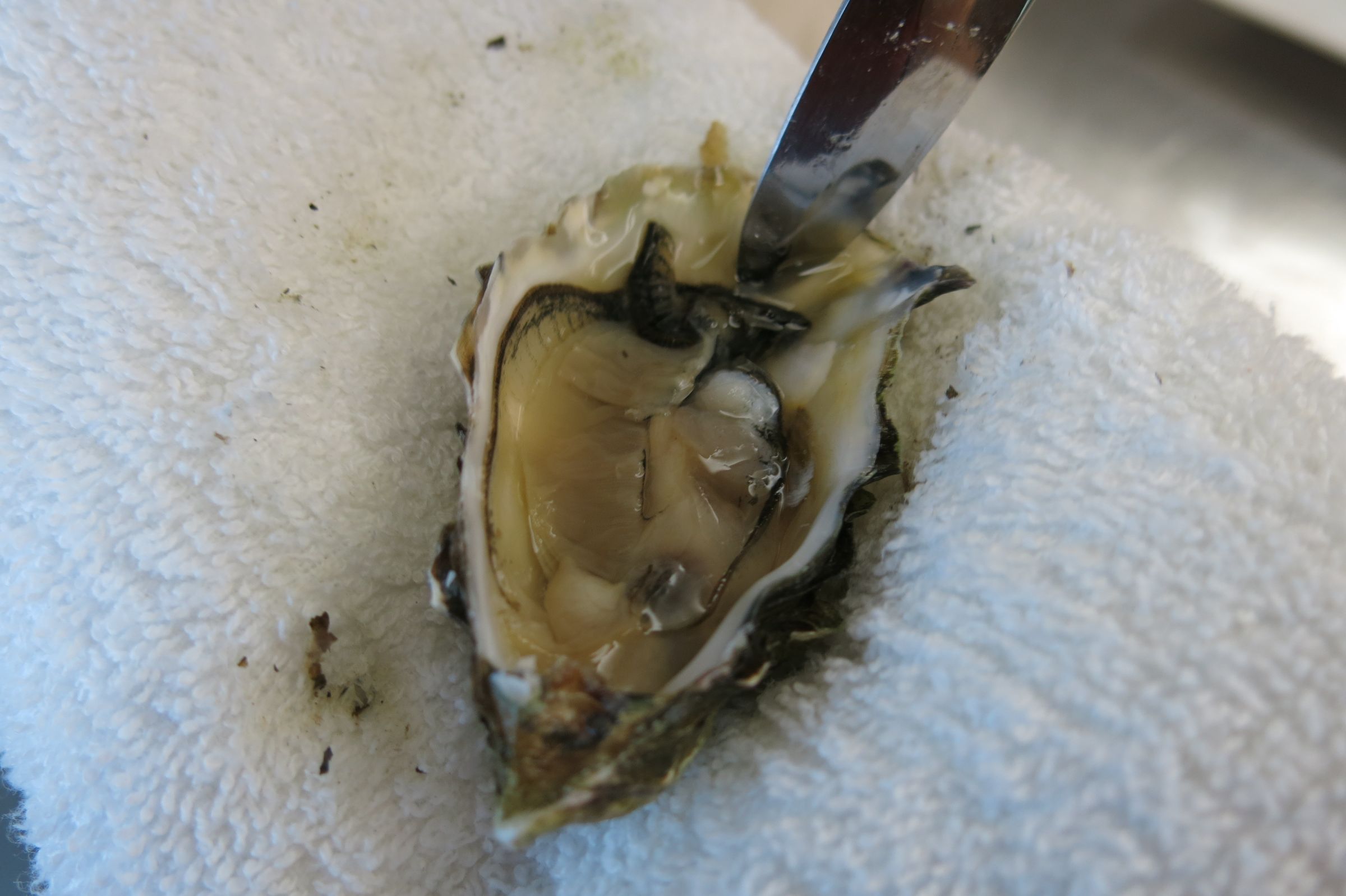 How to Open Oysters : 4 Steps (with Pictures) - Instructables