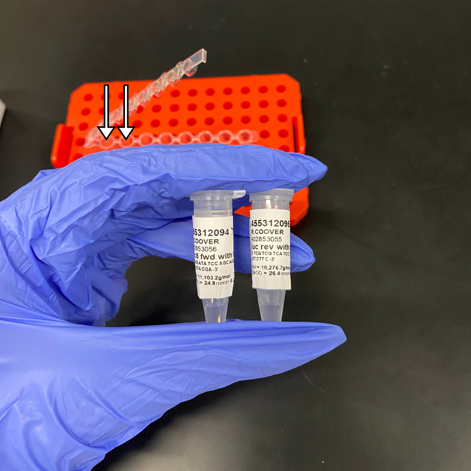 Mastering Molecular Cloning: a Guide to Polymerase Chain Reaction (PCR ...