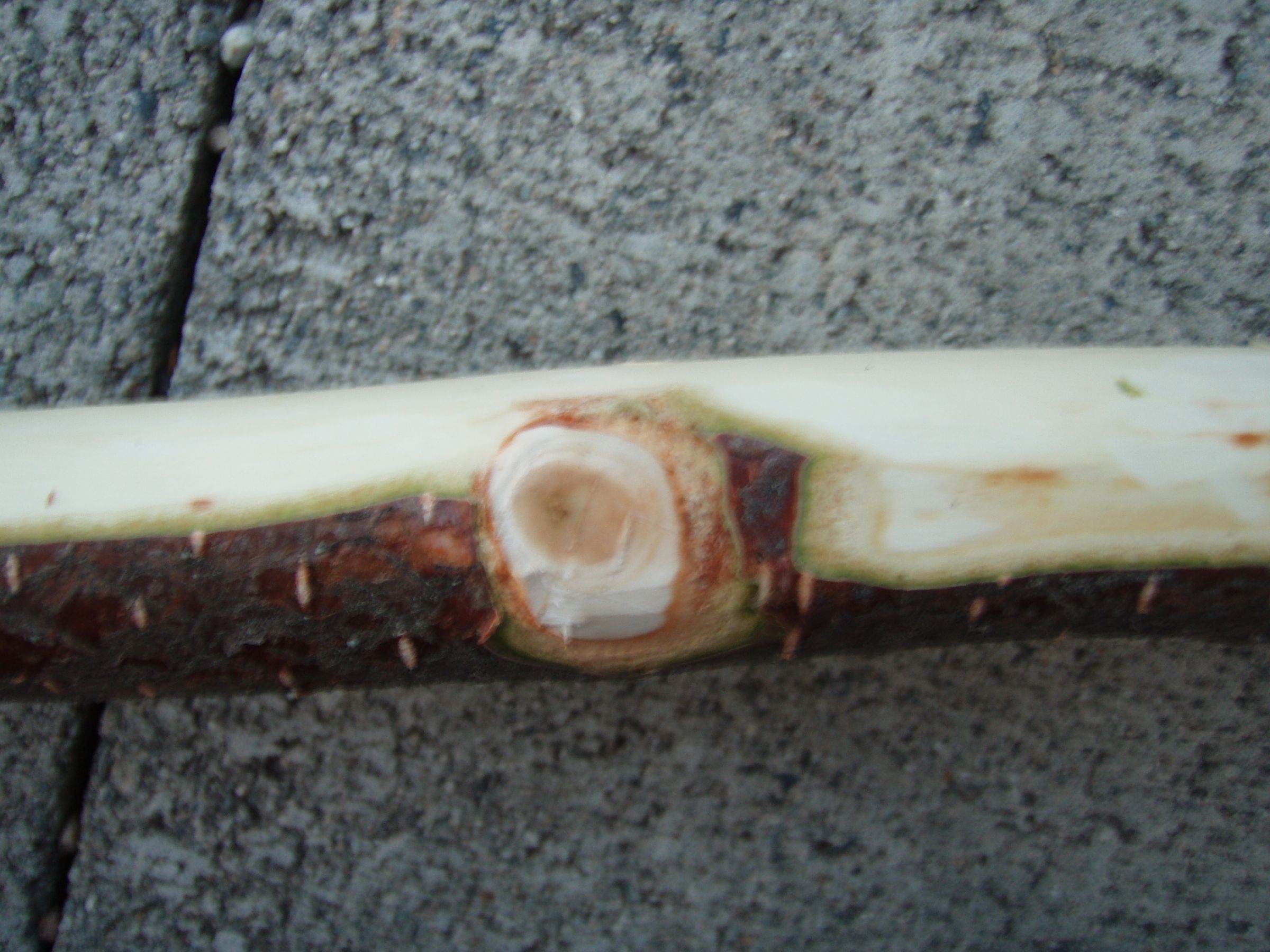 Carve a Staff / Walking Stick : 16 Steps (with Pictures) - Instructables