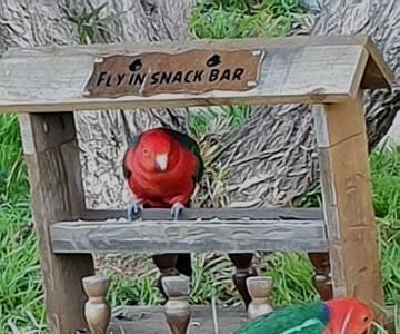How to Make a Bird Feeder Bar : 16 Steps (with Pictures) - Instructables