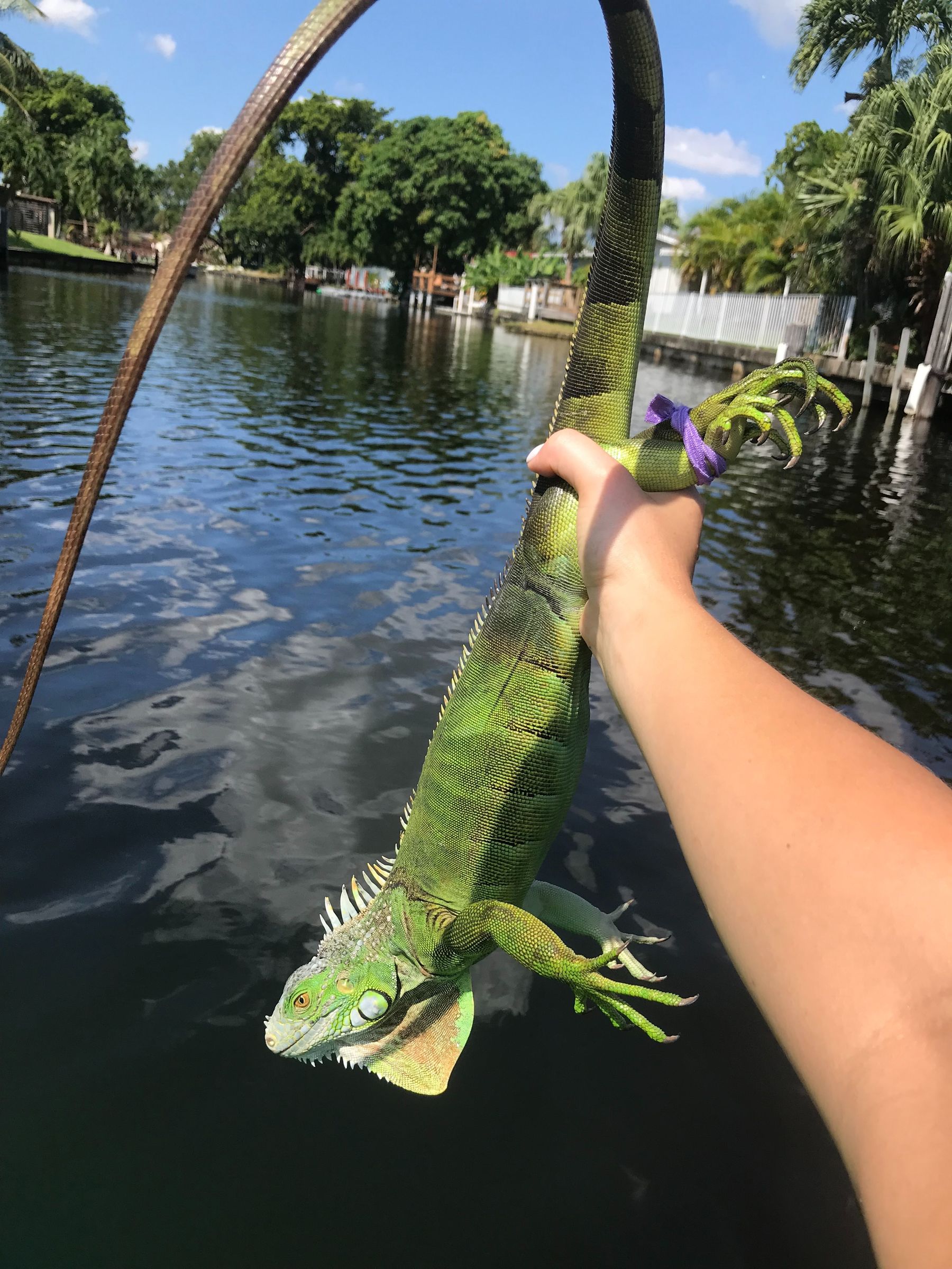 Iguana Snare : 6 Steps (with Pictures) - Instructables