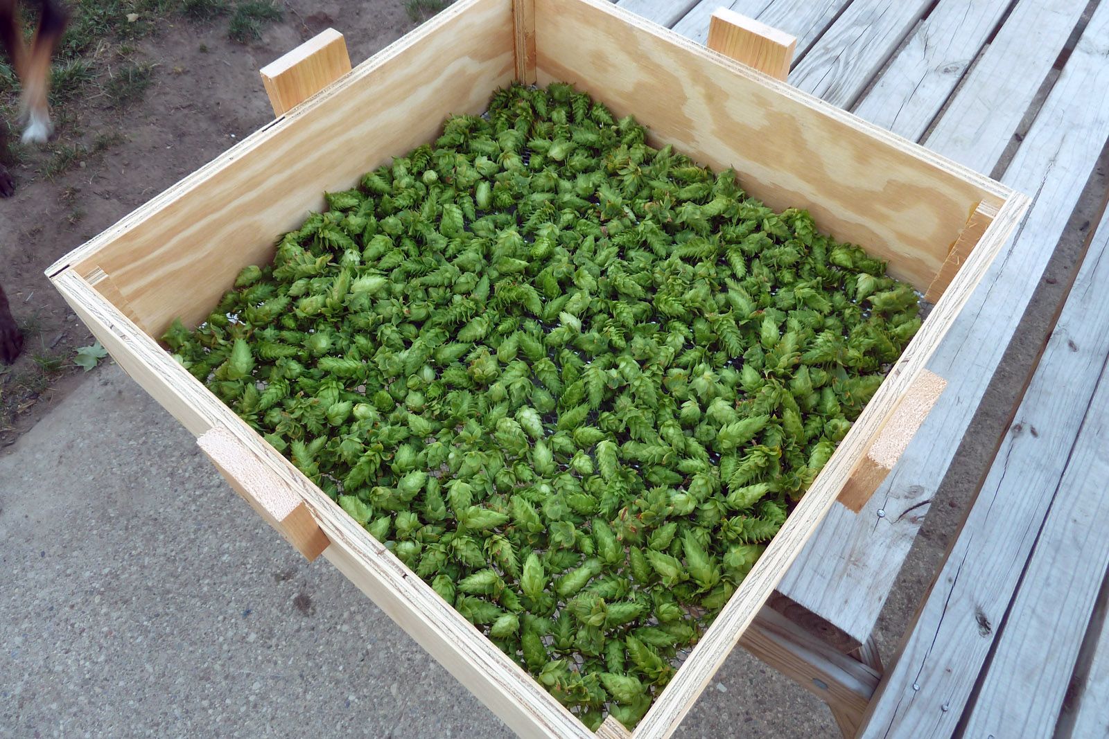 Hop Drying Oast : 6 Steps (with Pictures) - Instructables