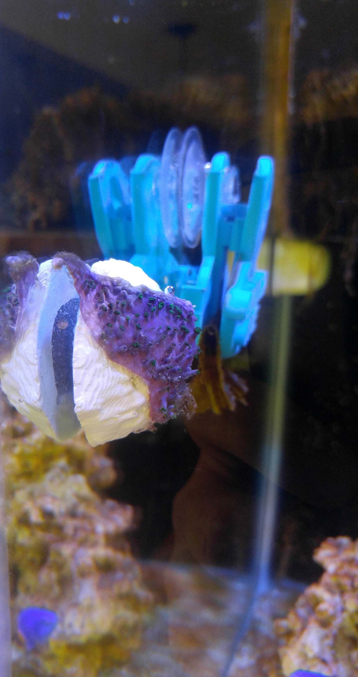 $5 DIY Magnetic Coral Frag Plug (mag-frag) for Reef Aquarium ...