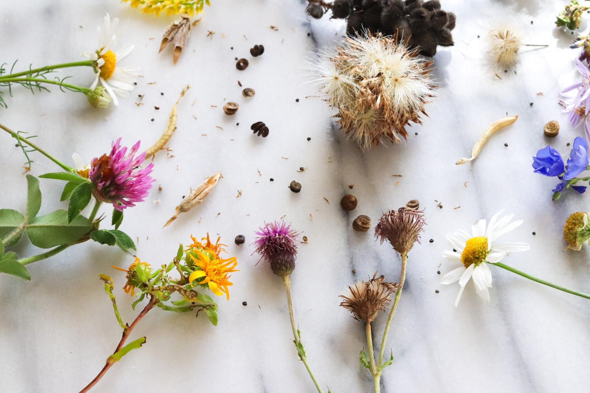 How to Gather Wildflower Seeds : 7 Steps (with Pictures) - Instructables