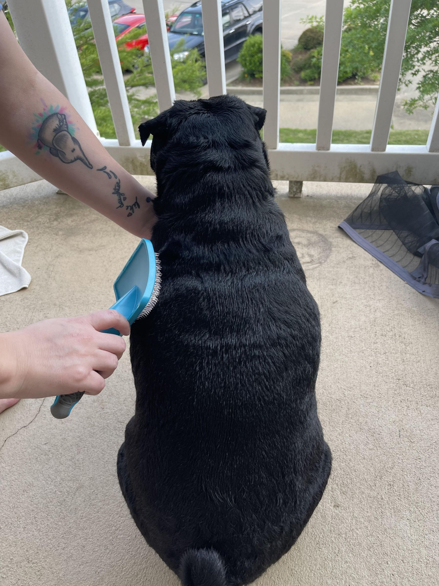 How to Groom Your Pug : 13 Steps (with Pictures) - Instructables