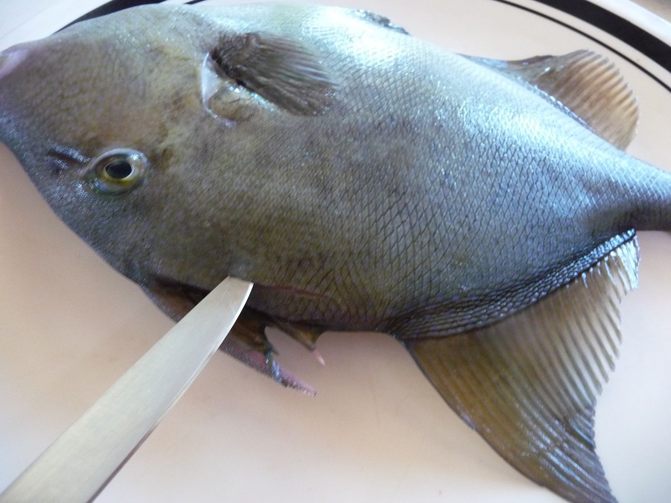 Trigger-Happy Fish Art : 4 Steps (with Pictures) - Instructables