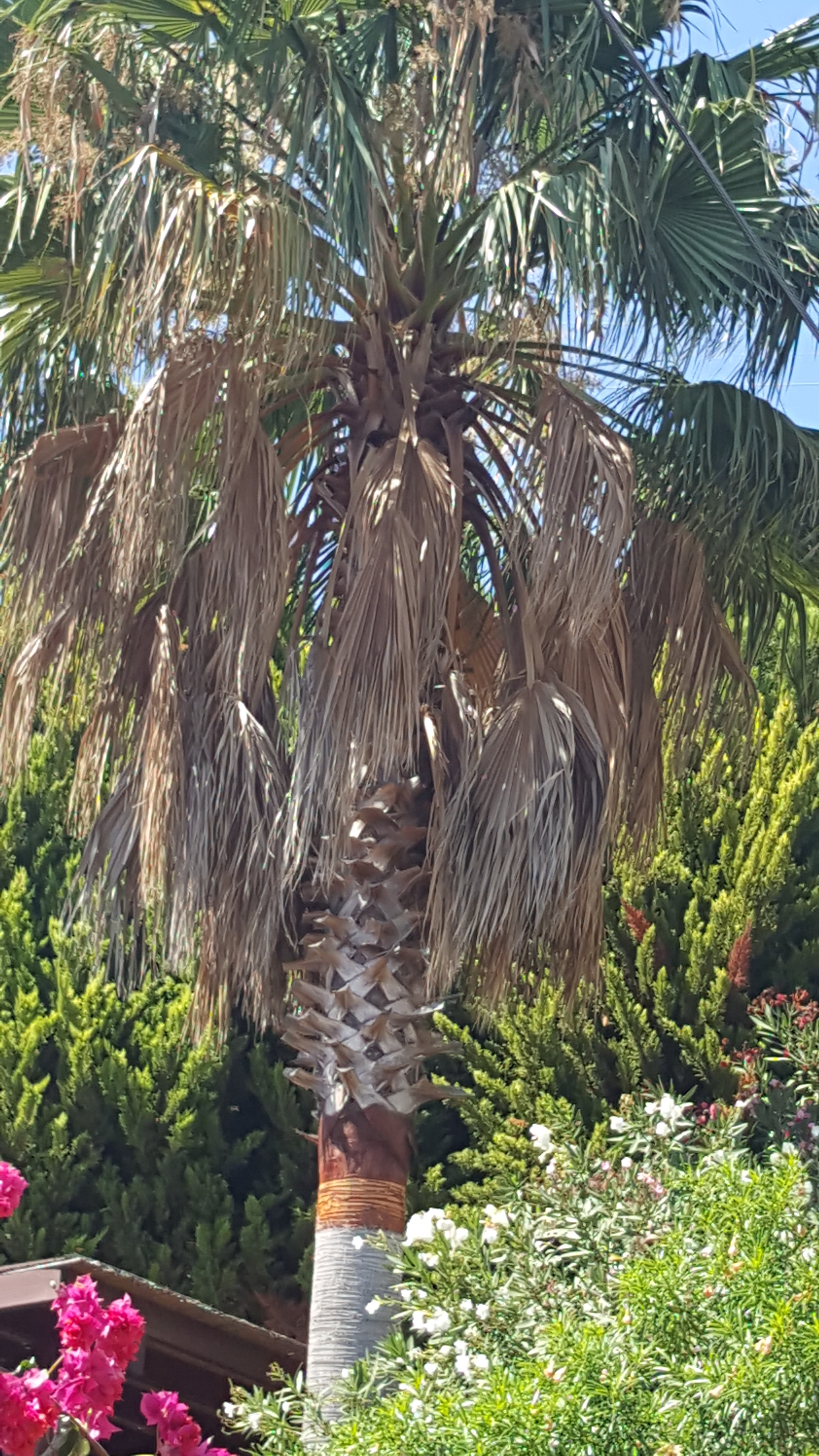 How to Cut Palm Tree's Leaves : 10 Steps (with Pictures) - Instructables