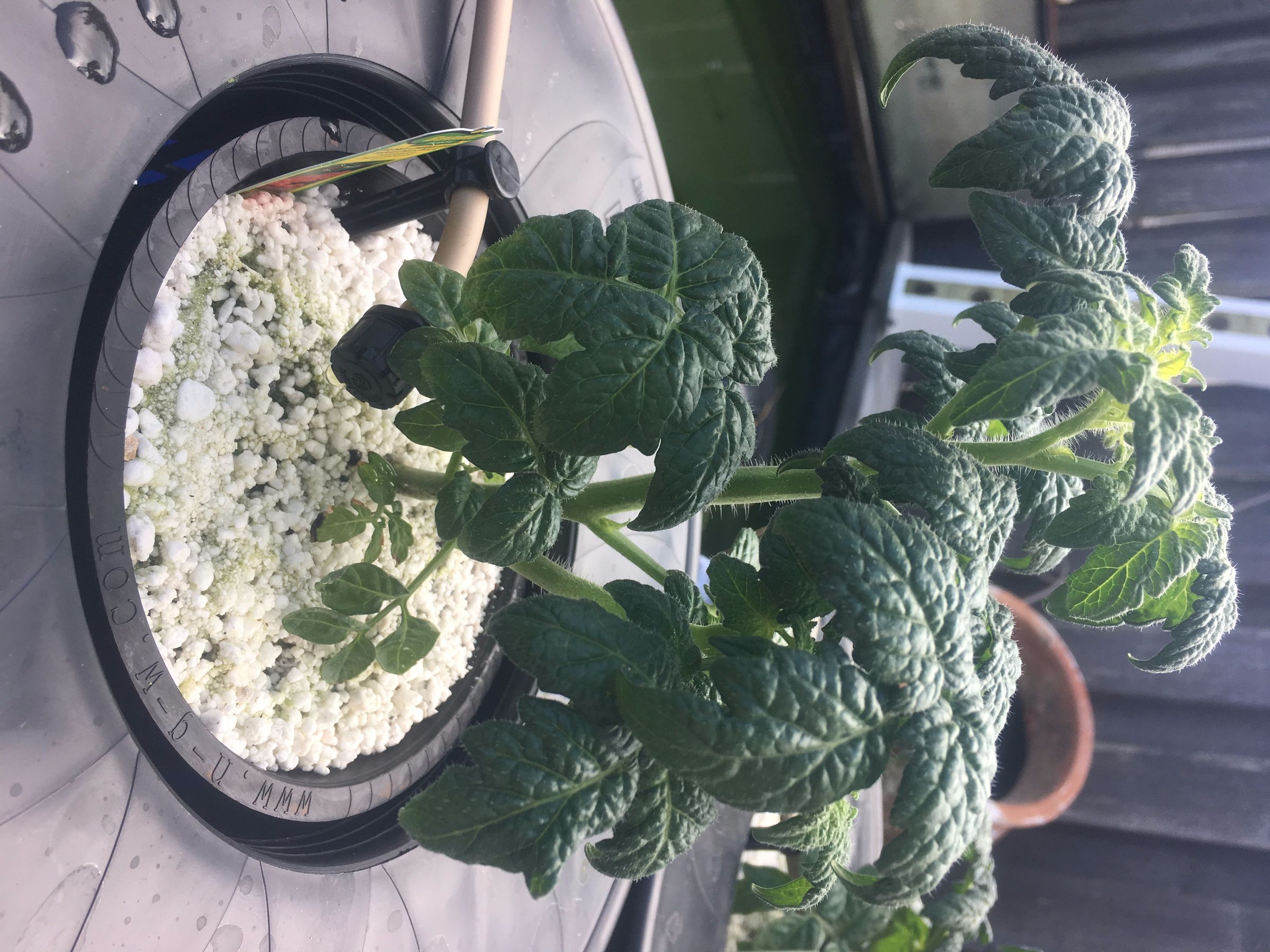 Hydroponics & Aquaponics Koi Pond : 5 Steps - Instructables