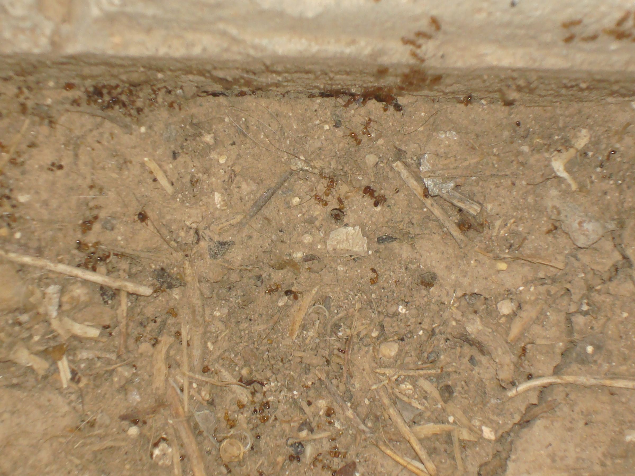 How to Get Rid of Sugar Ants : 7 Steps (with Pictures) - Instructables