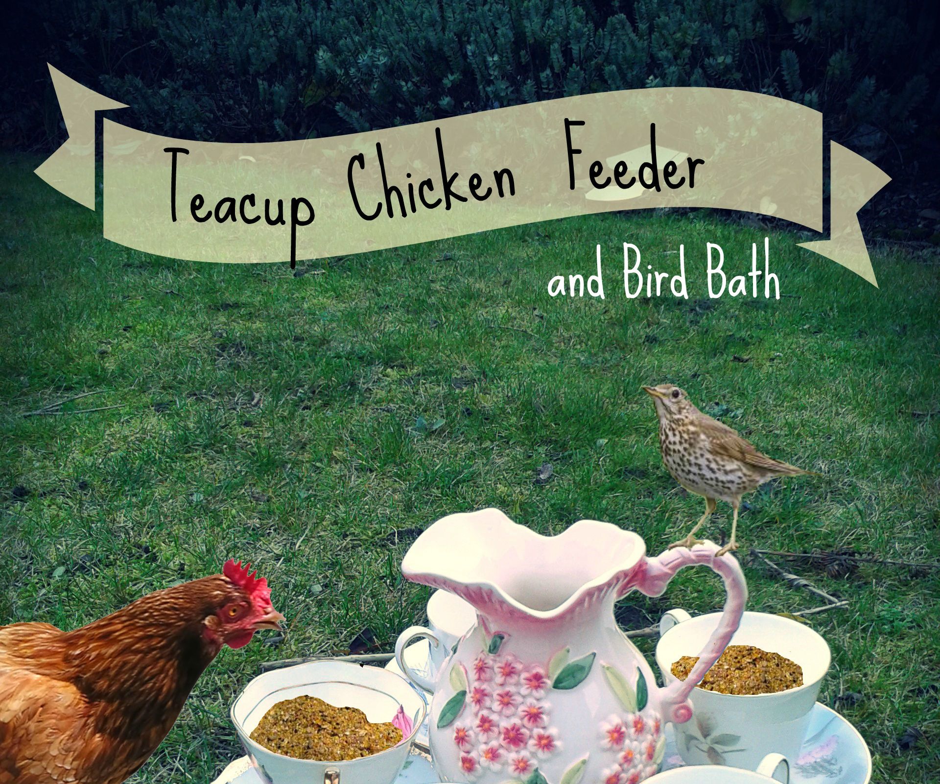 Teacup Chicken Feeder : 6 Steps - Instructables