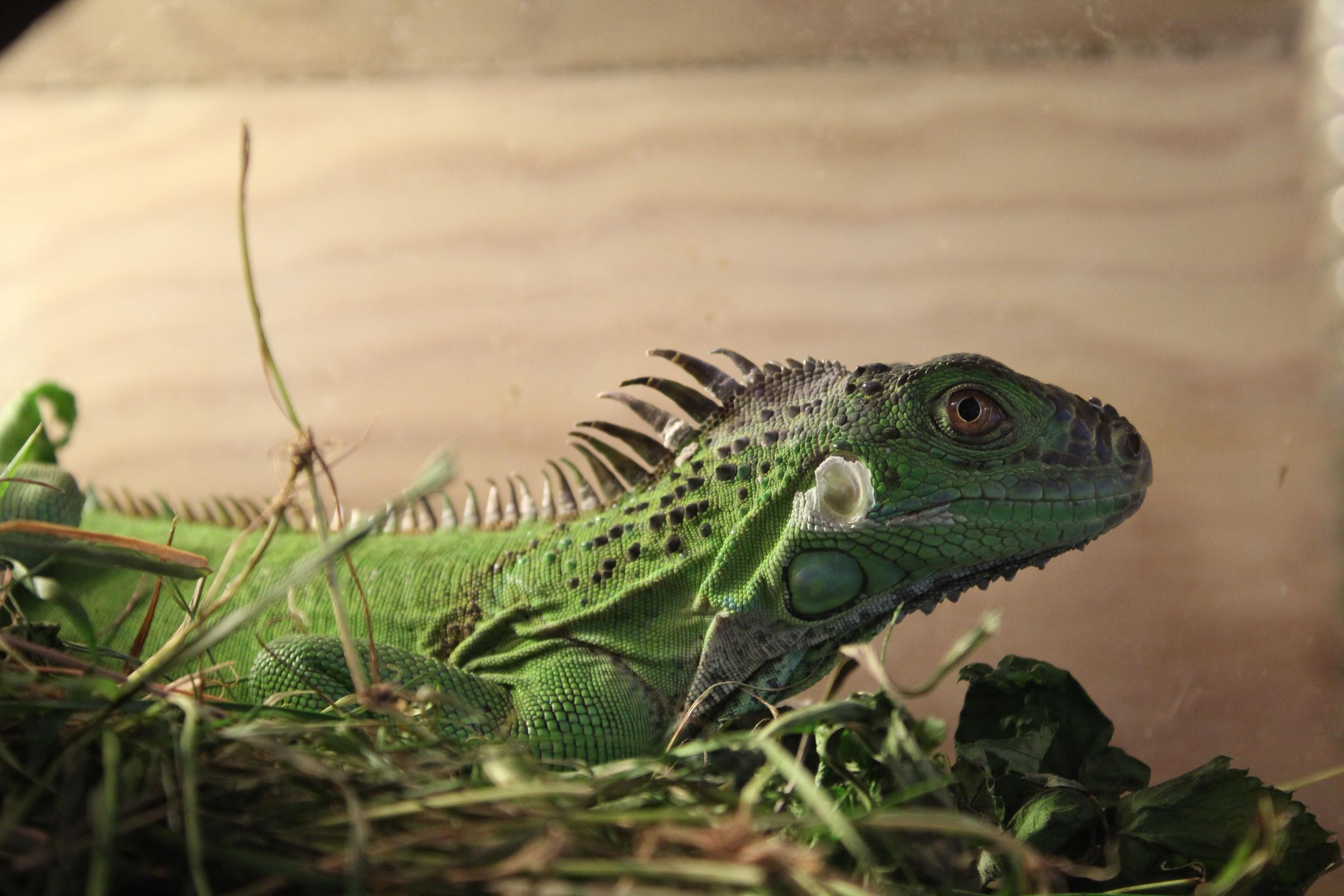 Vivarium for a Reptile : 12 Steps (with Pictures) - Instructables