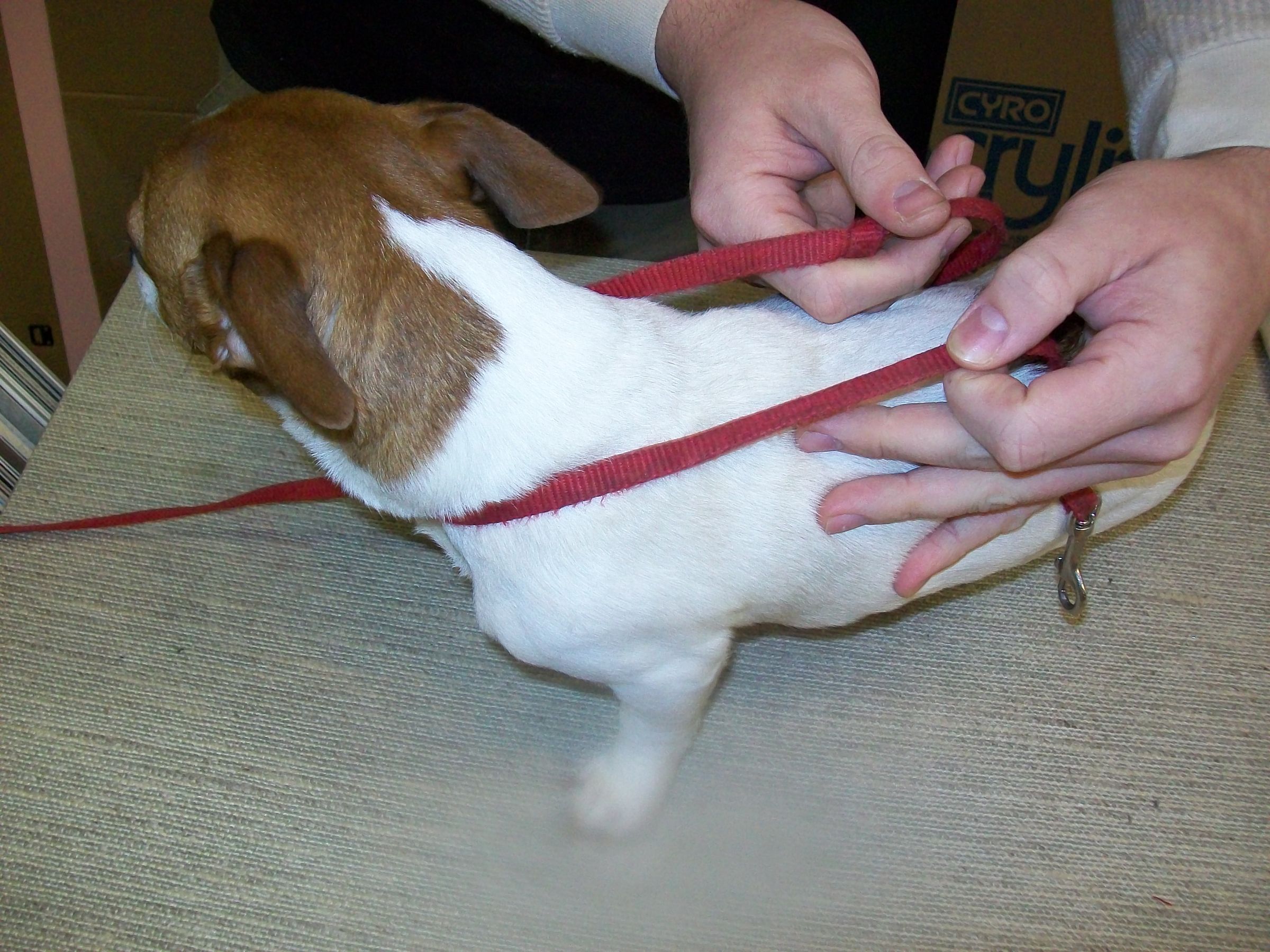 FREE Emergency Dog Halter : 5 Steps (with Pictures) - Instructables