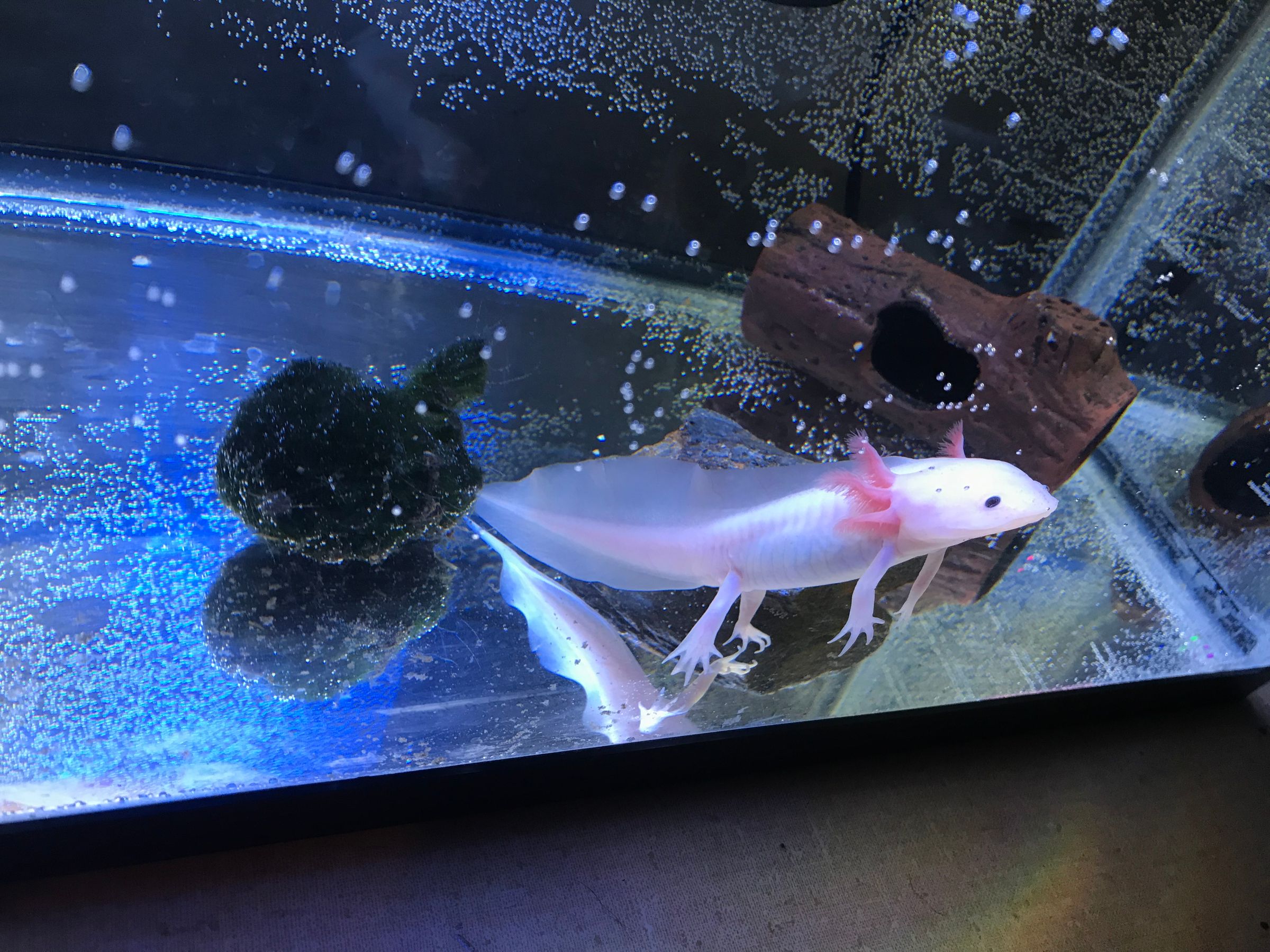 How to Set Up an Axolotl Tank : 7 Steps - Instructables