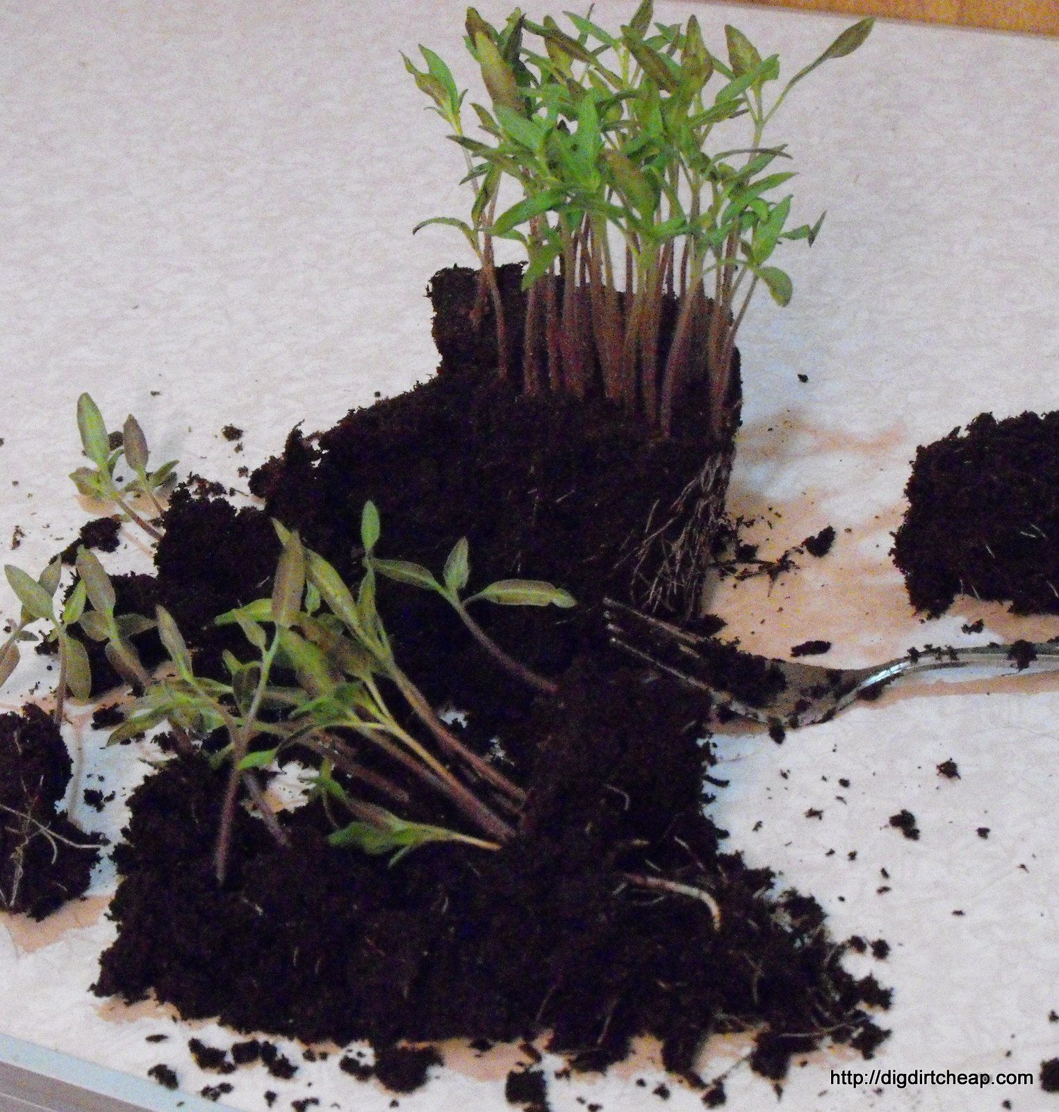 Transplanting Your Tomato Seedlings : 10 Steps (with Pictures ...