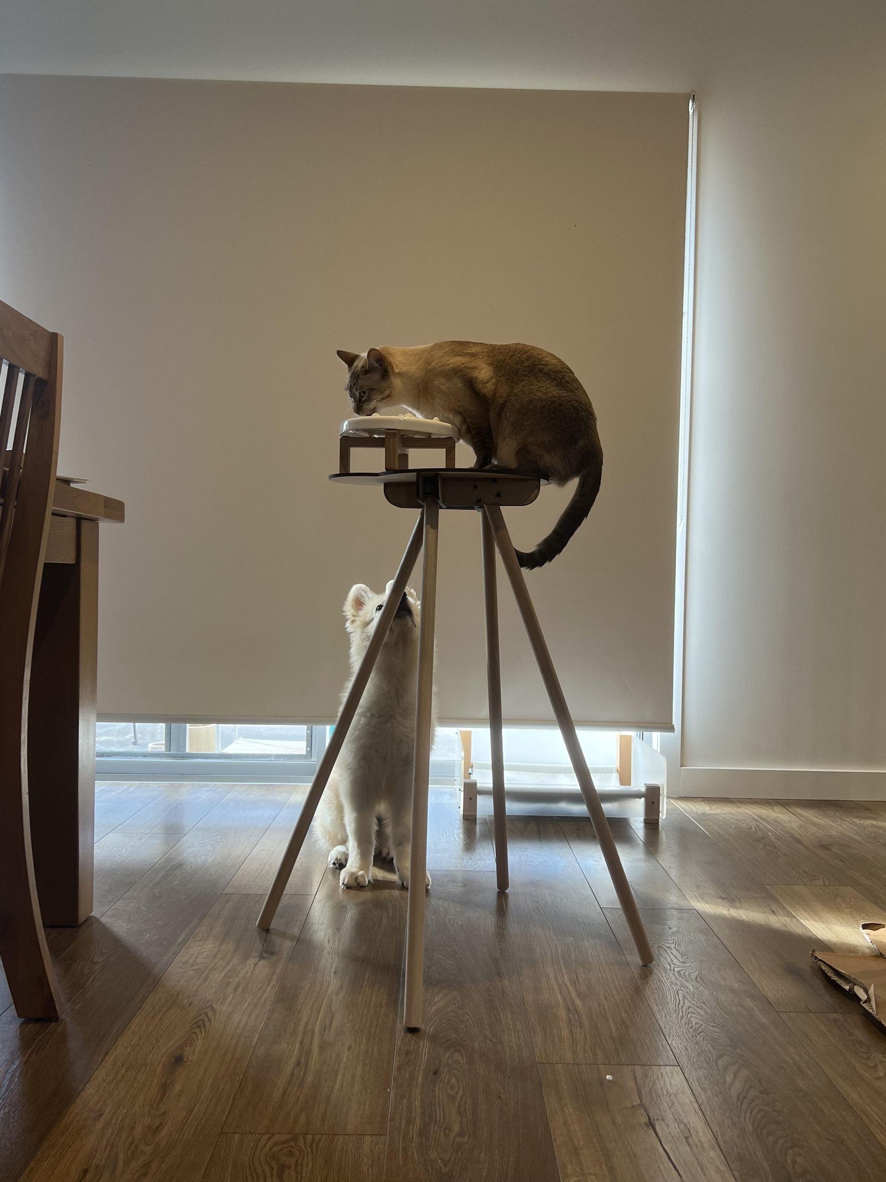 The New Cat Stool - Instructables