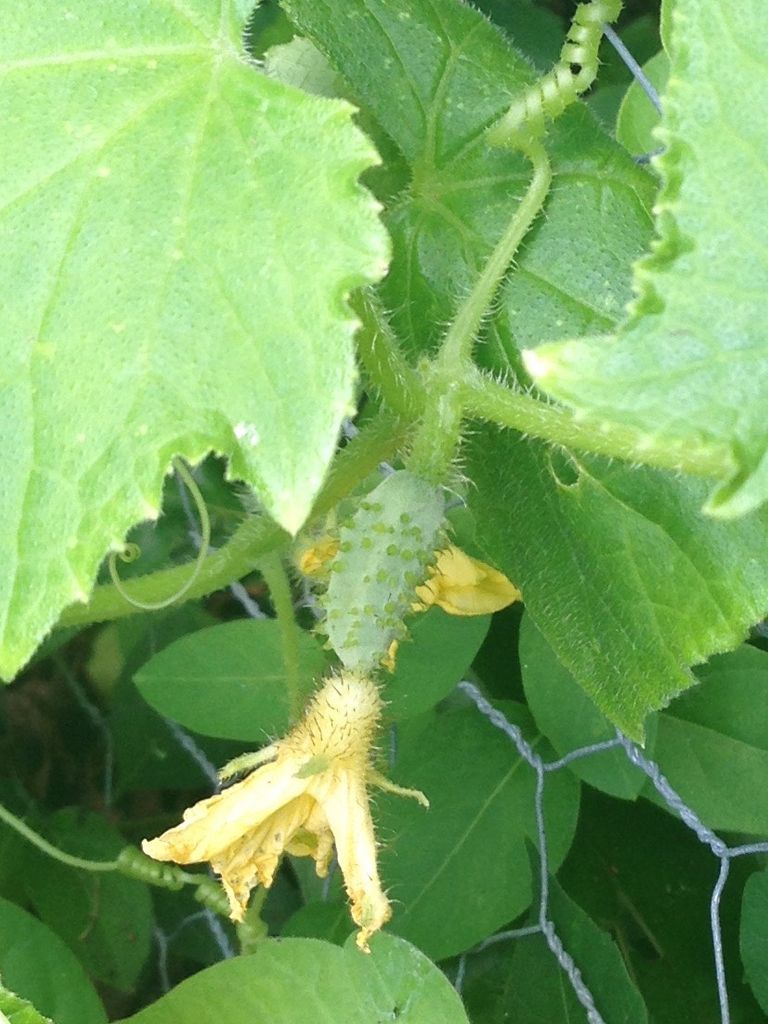 Getting Started Square Foot Gardening : 4 Steps (with Pictures ...