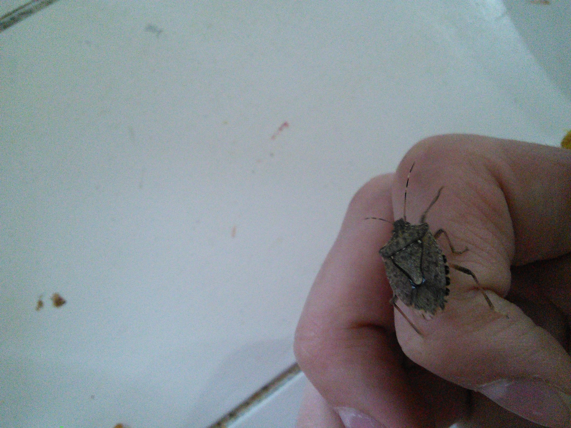How to Move a Stink Bug From Inside to Outside Without It Stinking You ...